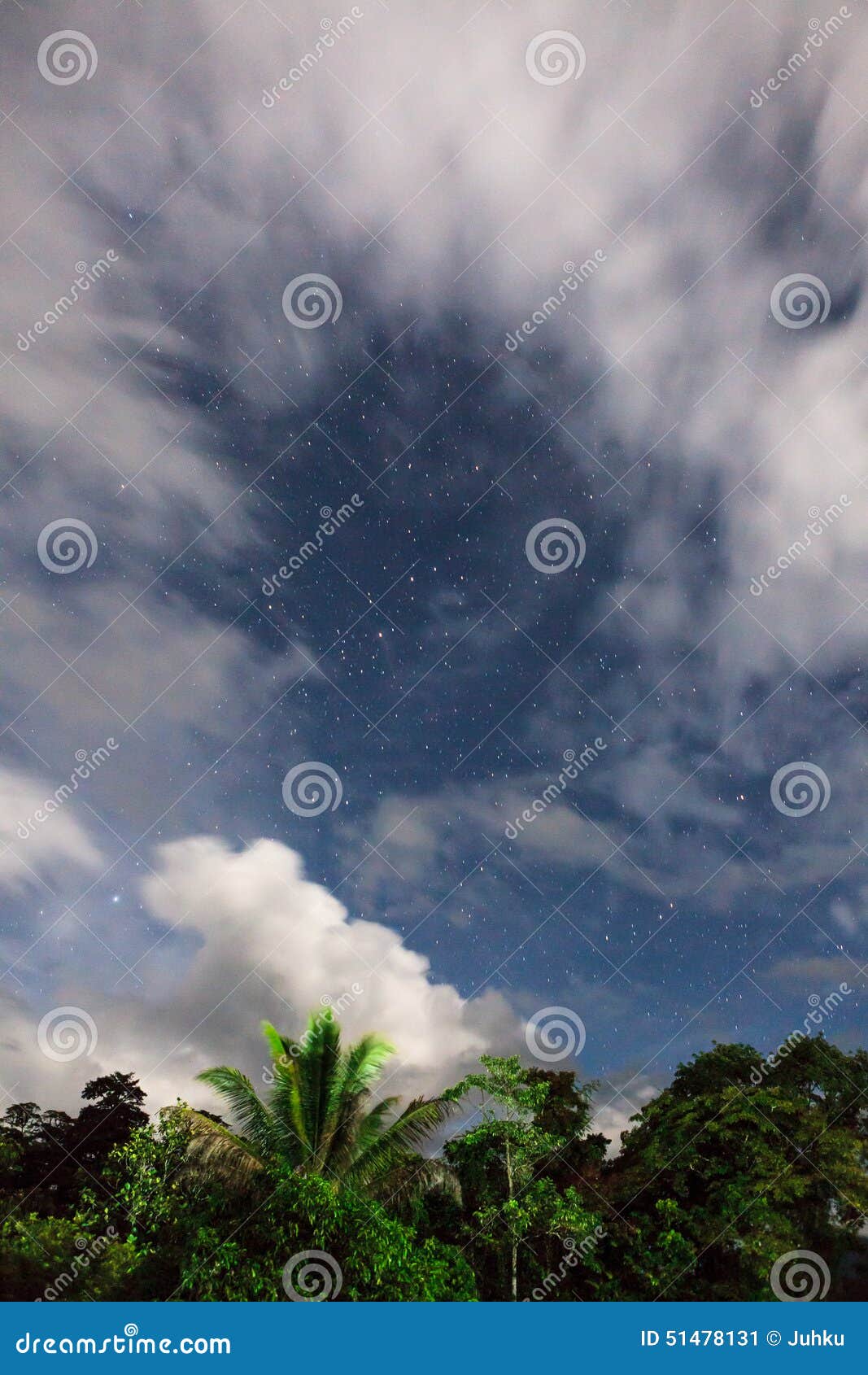 Rainforest Treetops and Starry Sky Stock Image - Image of exotic, light ...