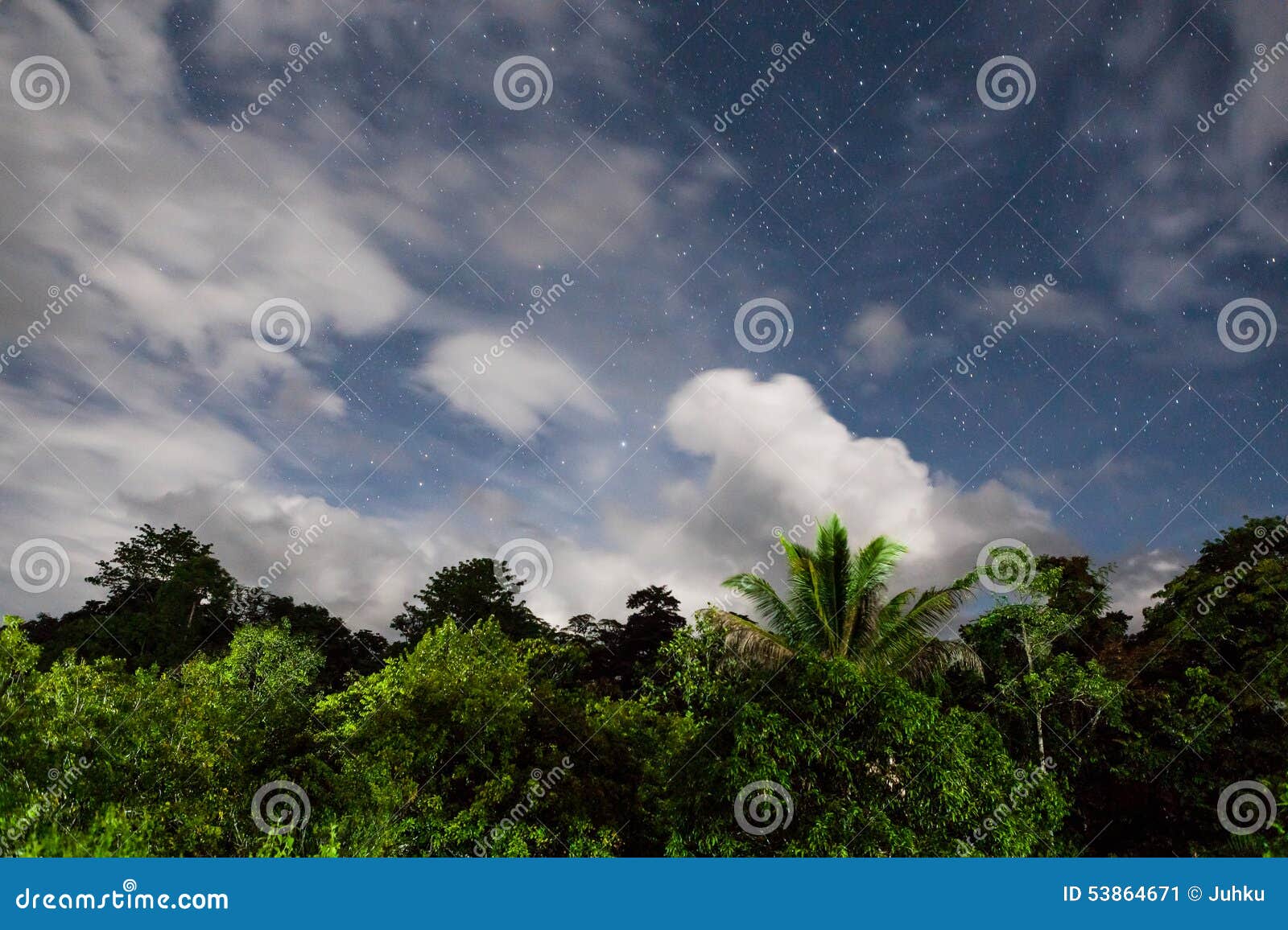 Rainforest Treetops and Starry Sky Stock Image - Image of jungle ...
