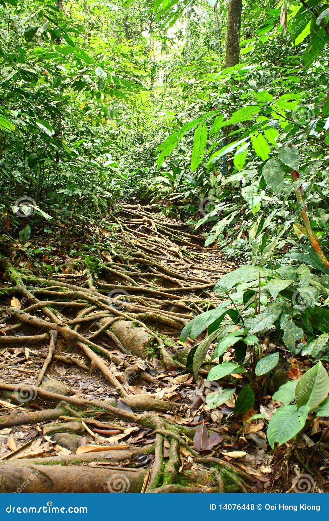 Rainforest Trek with Long Tree Roots Stock Photo - Image of paradise ...