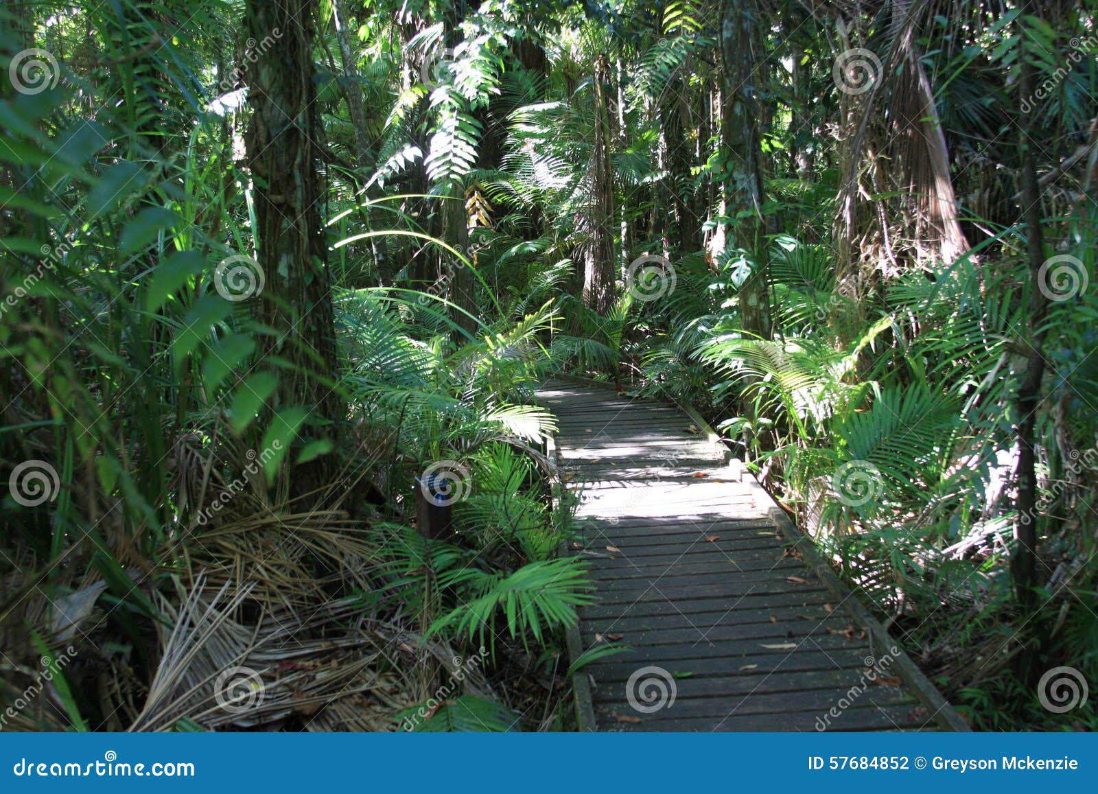 Rainforest stock photo. Image of australia, woodland - 57684852