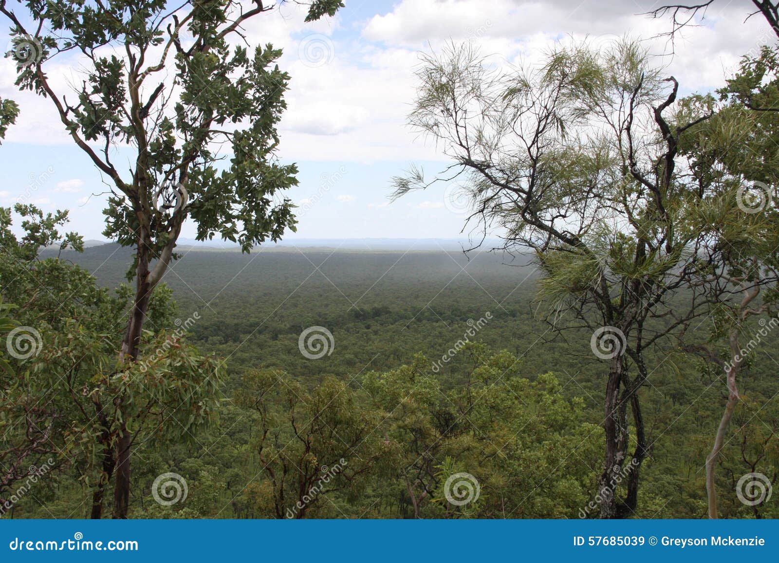 Rainforest stock image. Image of natural, outback, river - 57685039