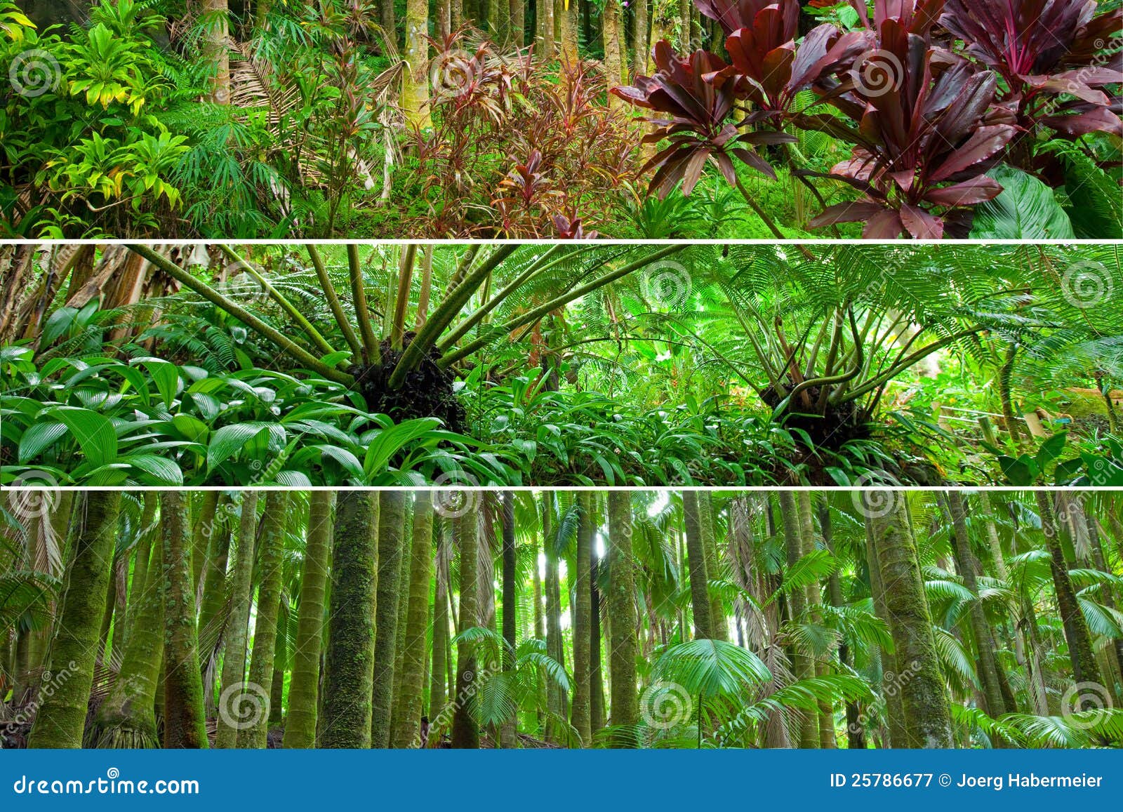 Rainforest Variety Combination Panorama Strips Stock Image - Image of ...
