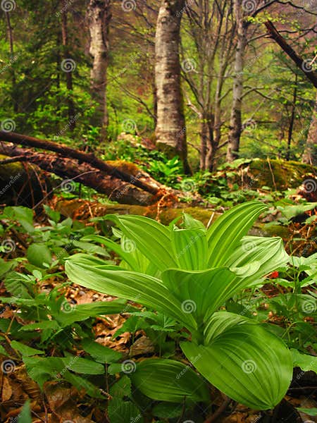 Rainforest vegetation stock photo. Image of flora, outdoor - 9197166