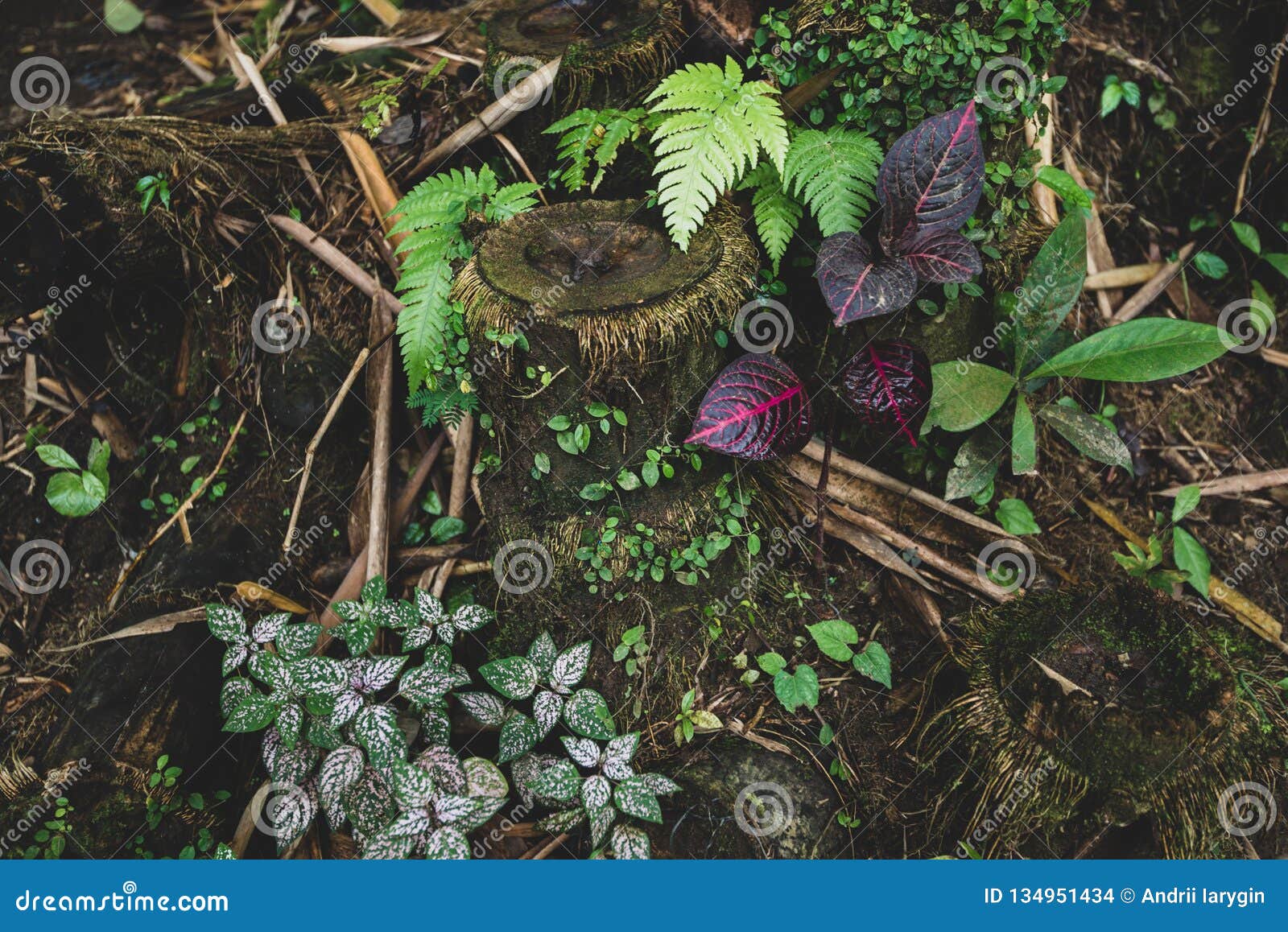 Rainforest vegetation stock photo. Image of natural - 134951434