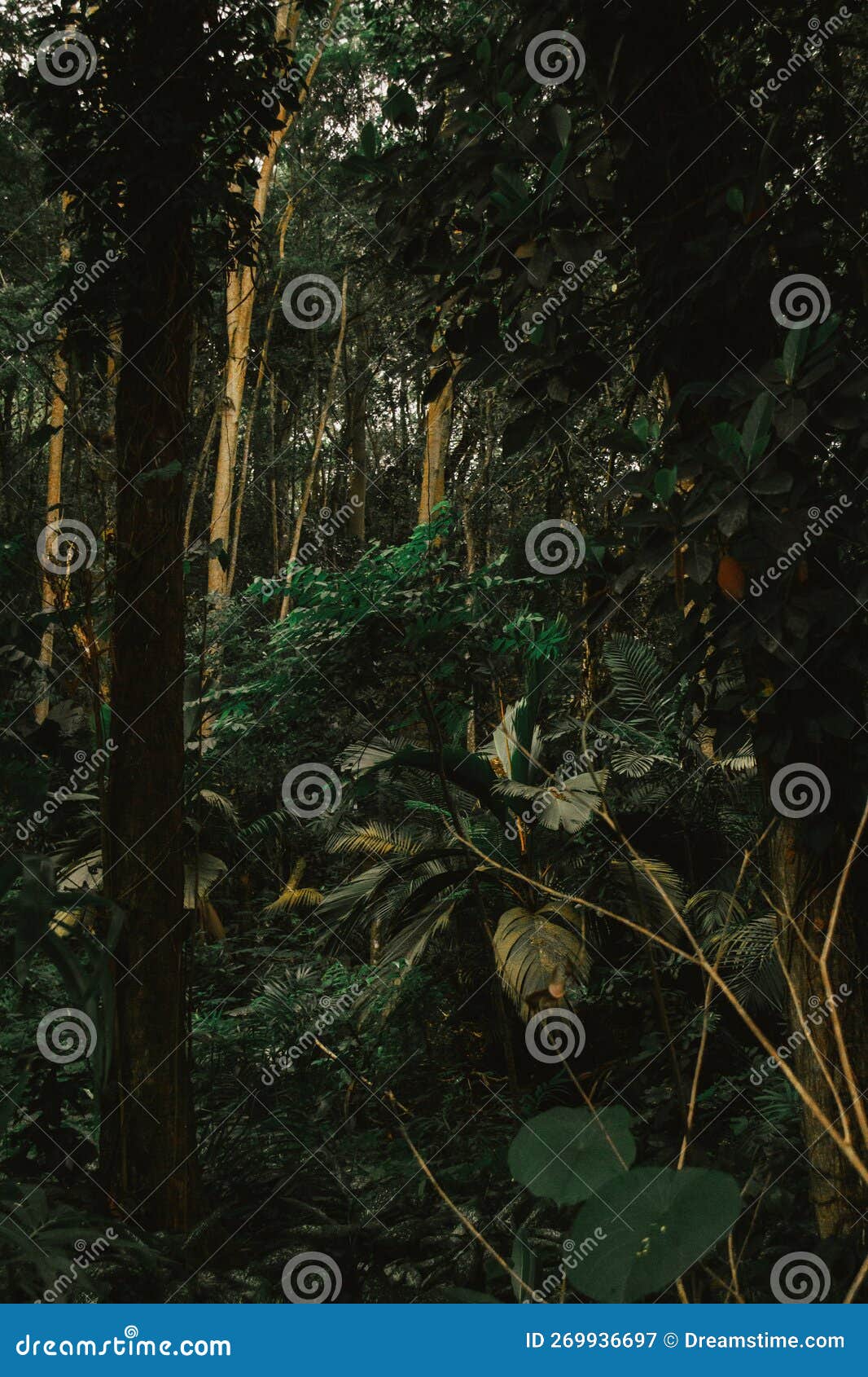 Rainforest vertical stock image. Image of green, seychelles - 269936697