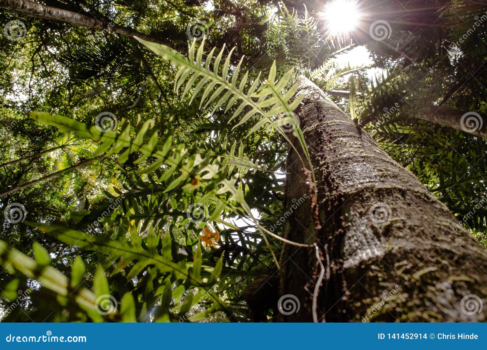 Rainforest view sun stock photo. Image of natural, hiking - 141452914