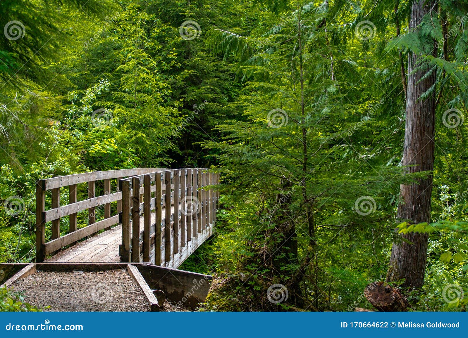 Rainforest Walking Bridge stock photo. Image of overload - 170664622