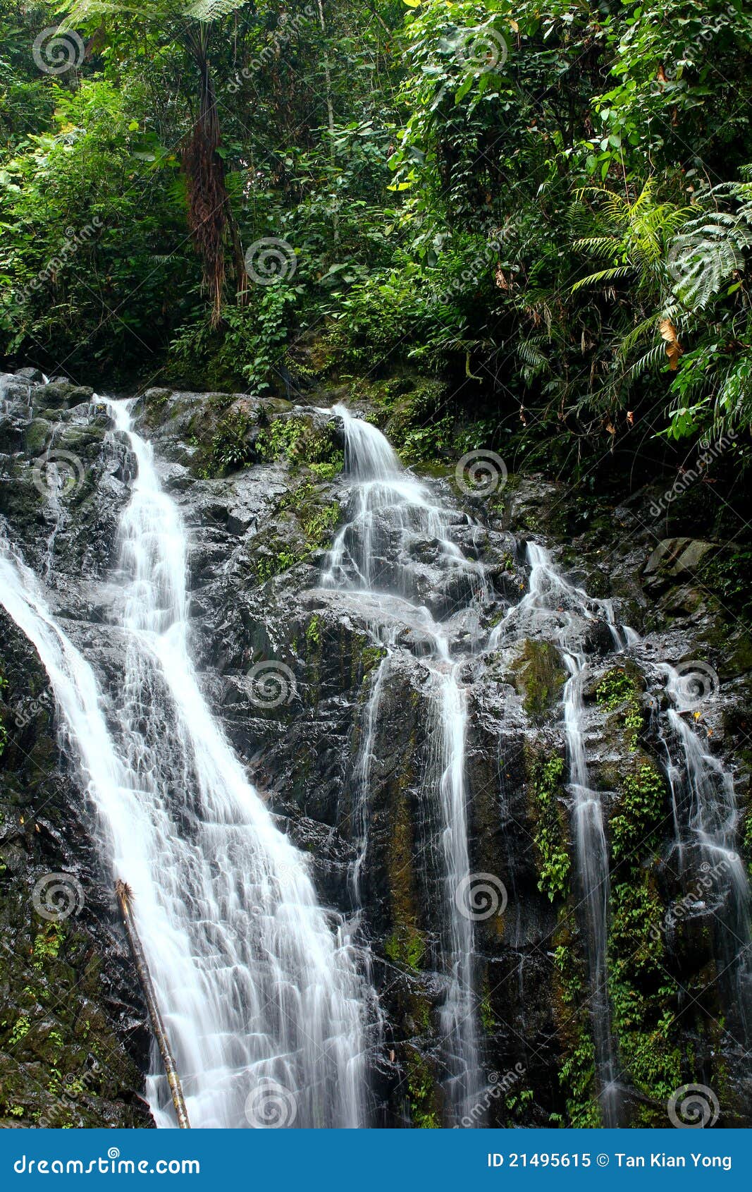 Rainforest waterfall stock image. Image of waterfall - 21495615
