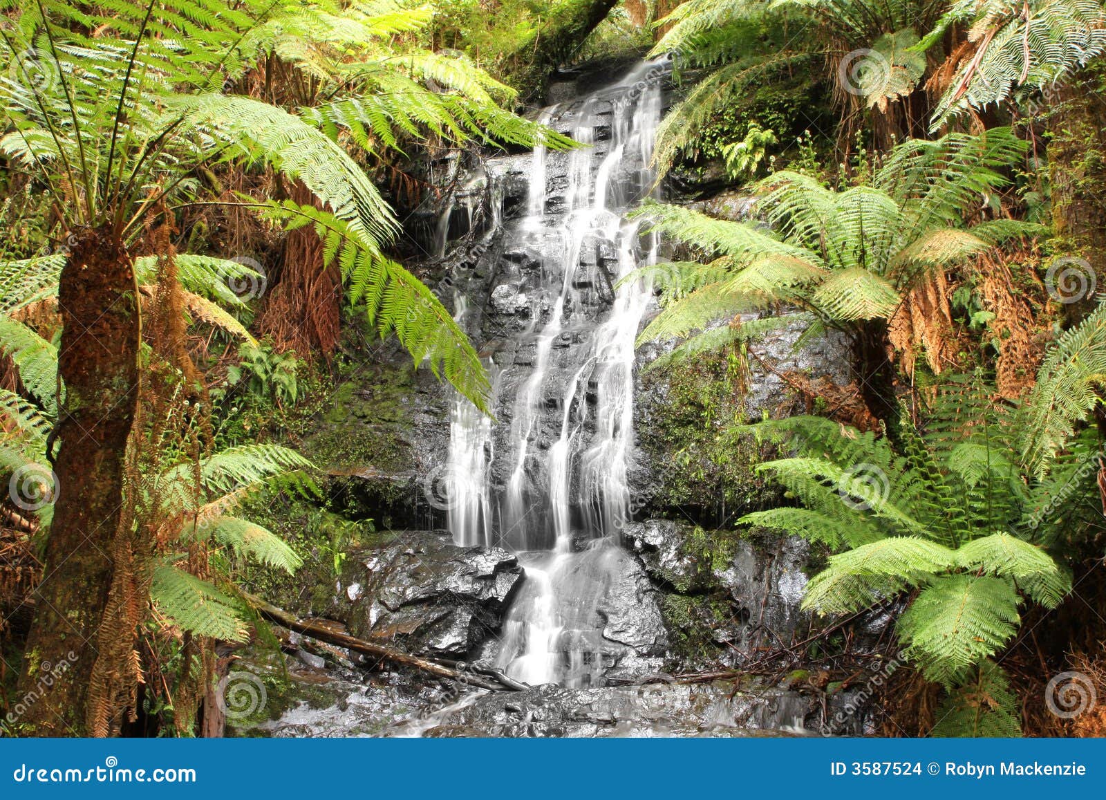 Rainforest Waterfall stock photo. Image of gumtree, moist - 3587524