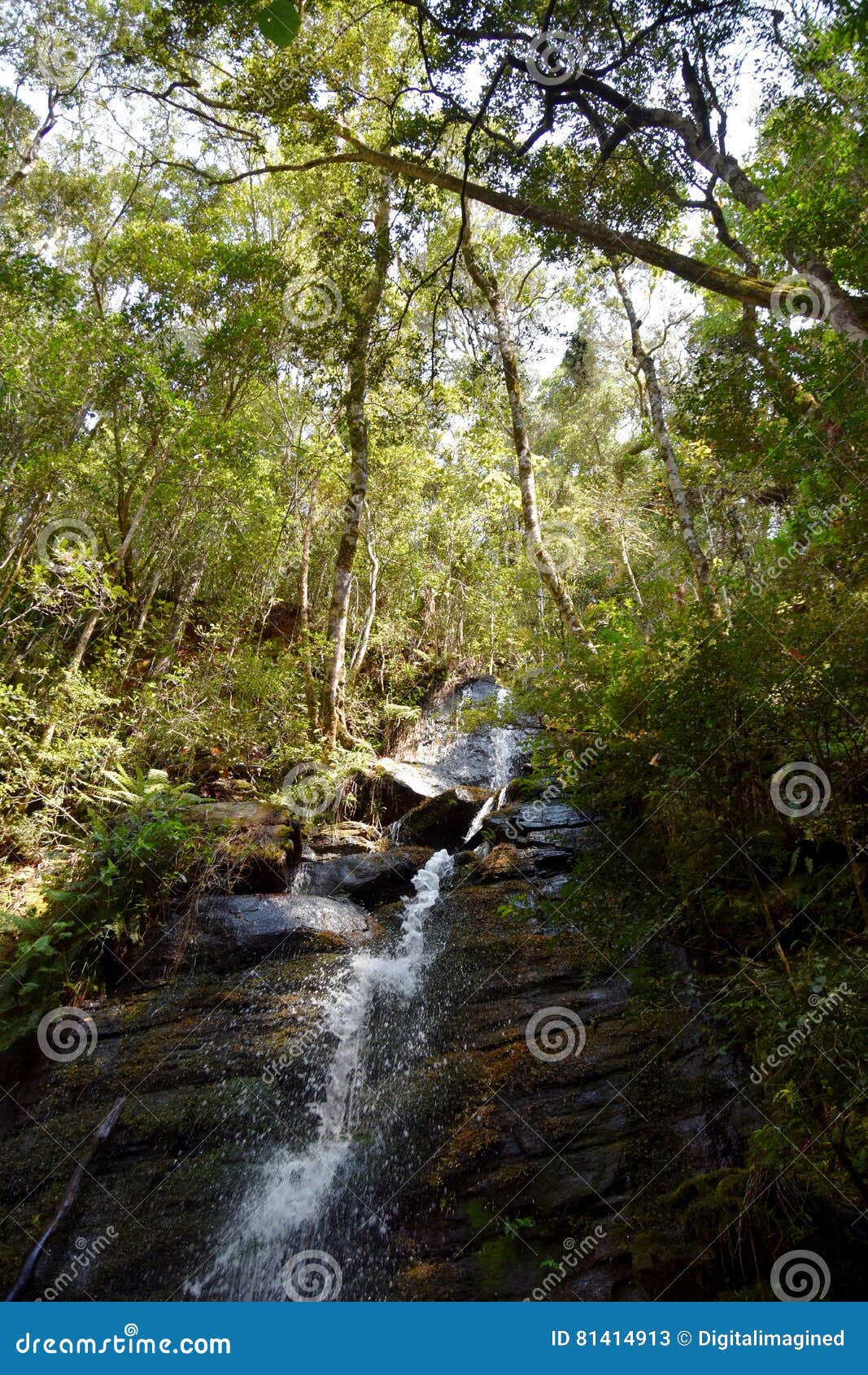 Rainforest stock image. Image of scenery, rain, natural - 81414913