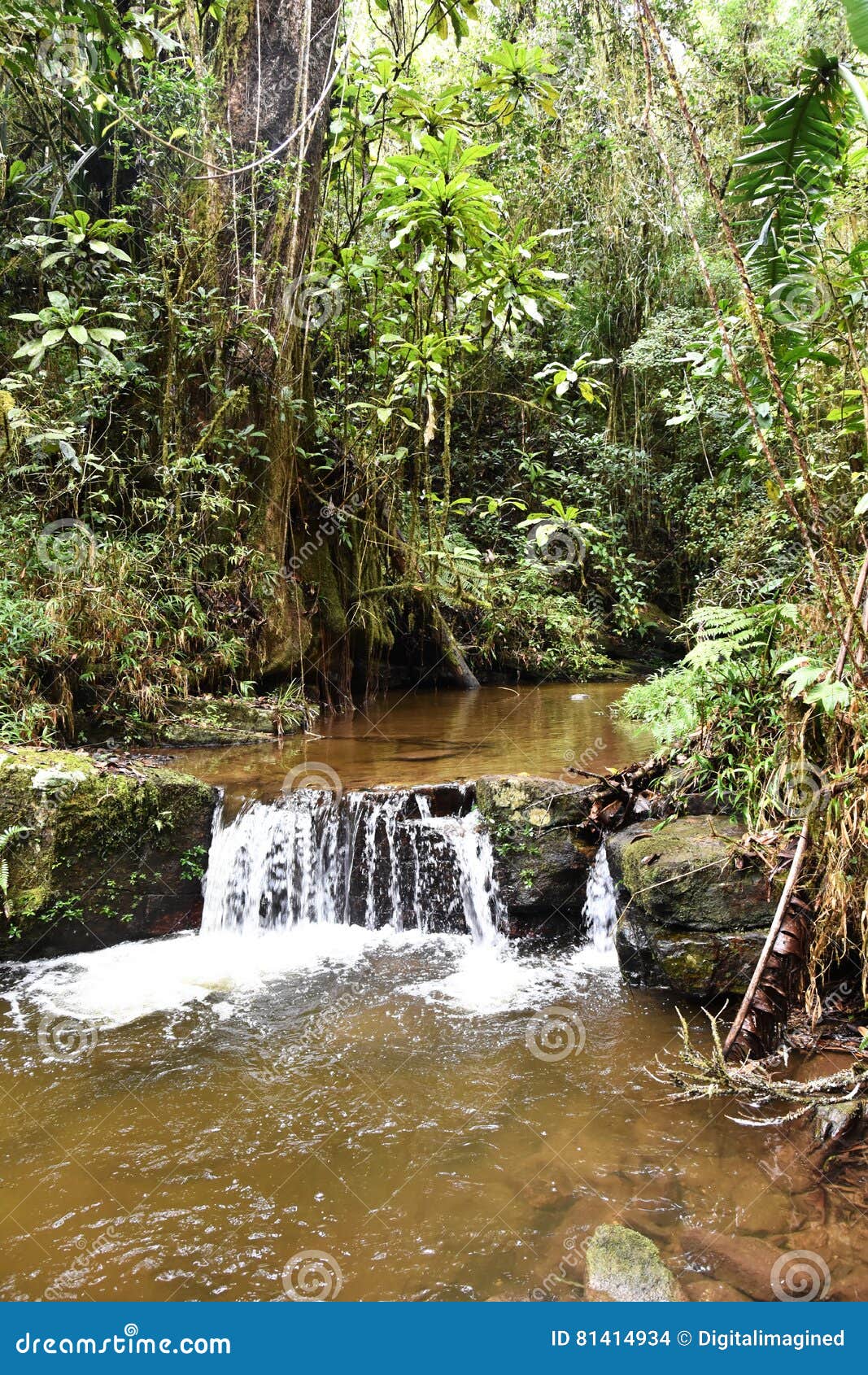 Rainforest stock photo. Image of peaceful, stream, environment - 81414934