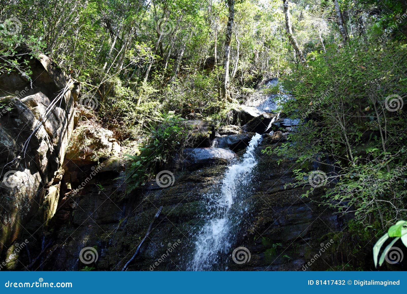 Rainforest stock photo. Image of peaceful, cascade, rock - 81417432