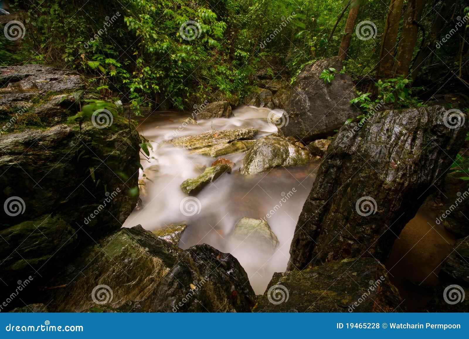 Rainforest. Watershed. Stream from the Mountains. Stock Photo - Image ...