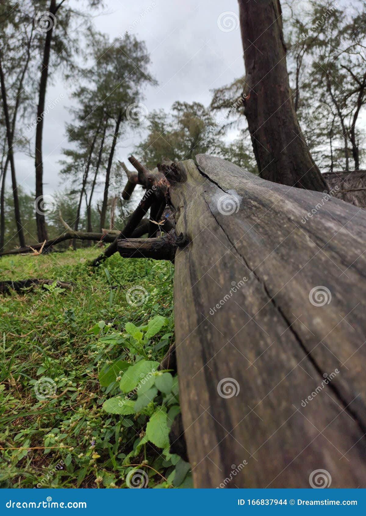 Rainforest Woods South India Stock Photo - Image of trees, india: 166837944