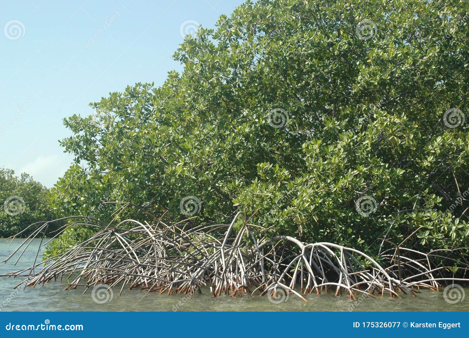 Rainforests of the Caribbean the Plants Dip Their Long Roots into the ...