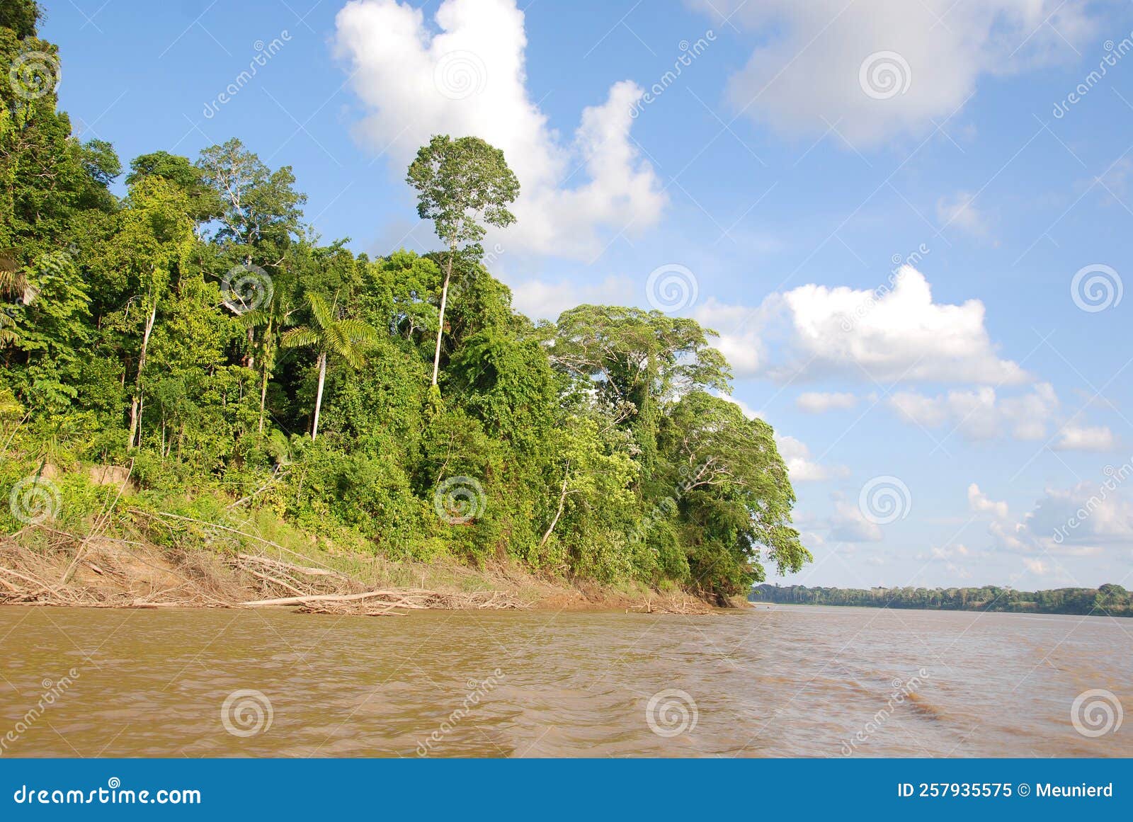 Rainforests are Forests Characterized by High Rainfall, Stock Image ...