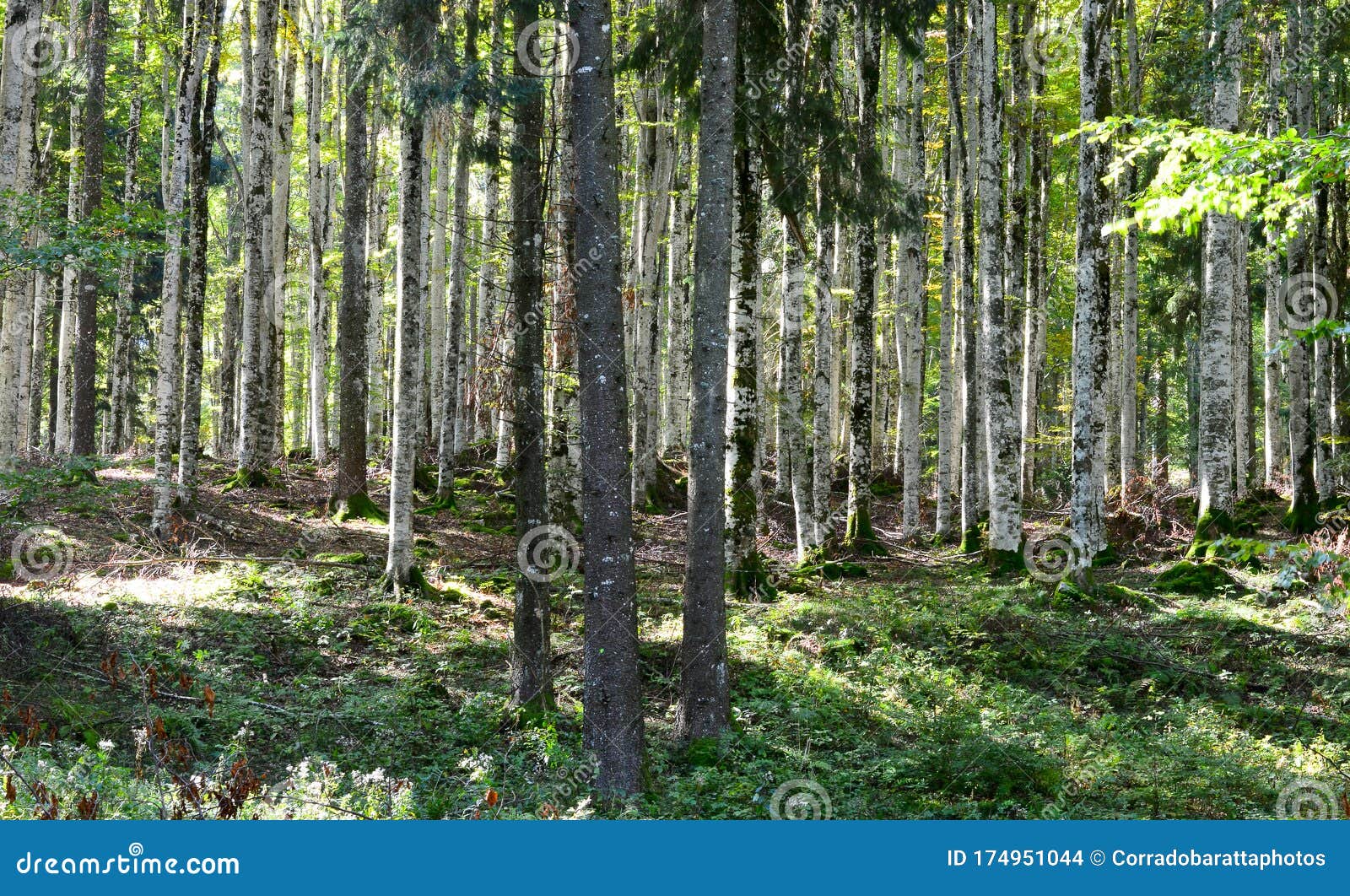 Rainforests with Sunbeams in Spring Stock Photo - Image of leaves ...