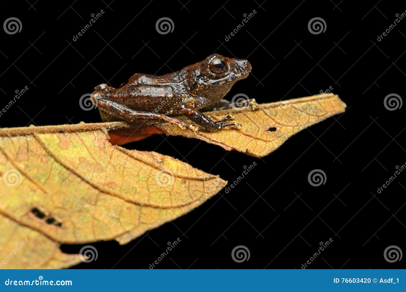 Craugastoridae Stock Photos - Free & Royalty-Free Stock Photos from ...