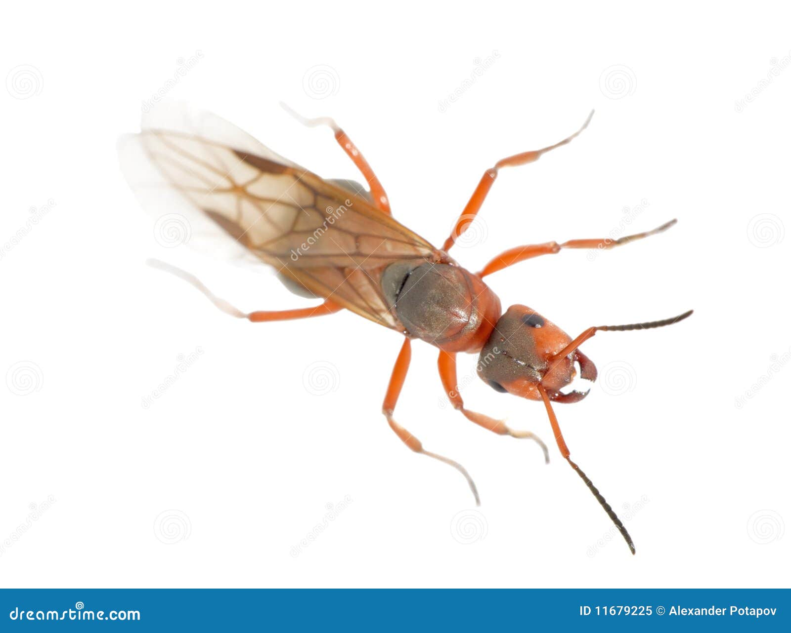 Rainha da formiga imagem de stock. Imagem de complexidade - 11679225