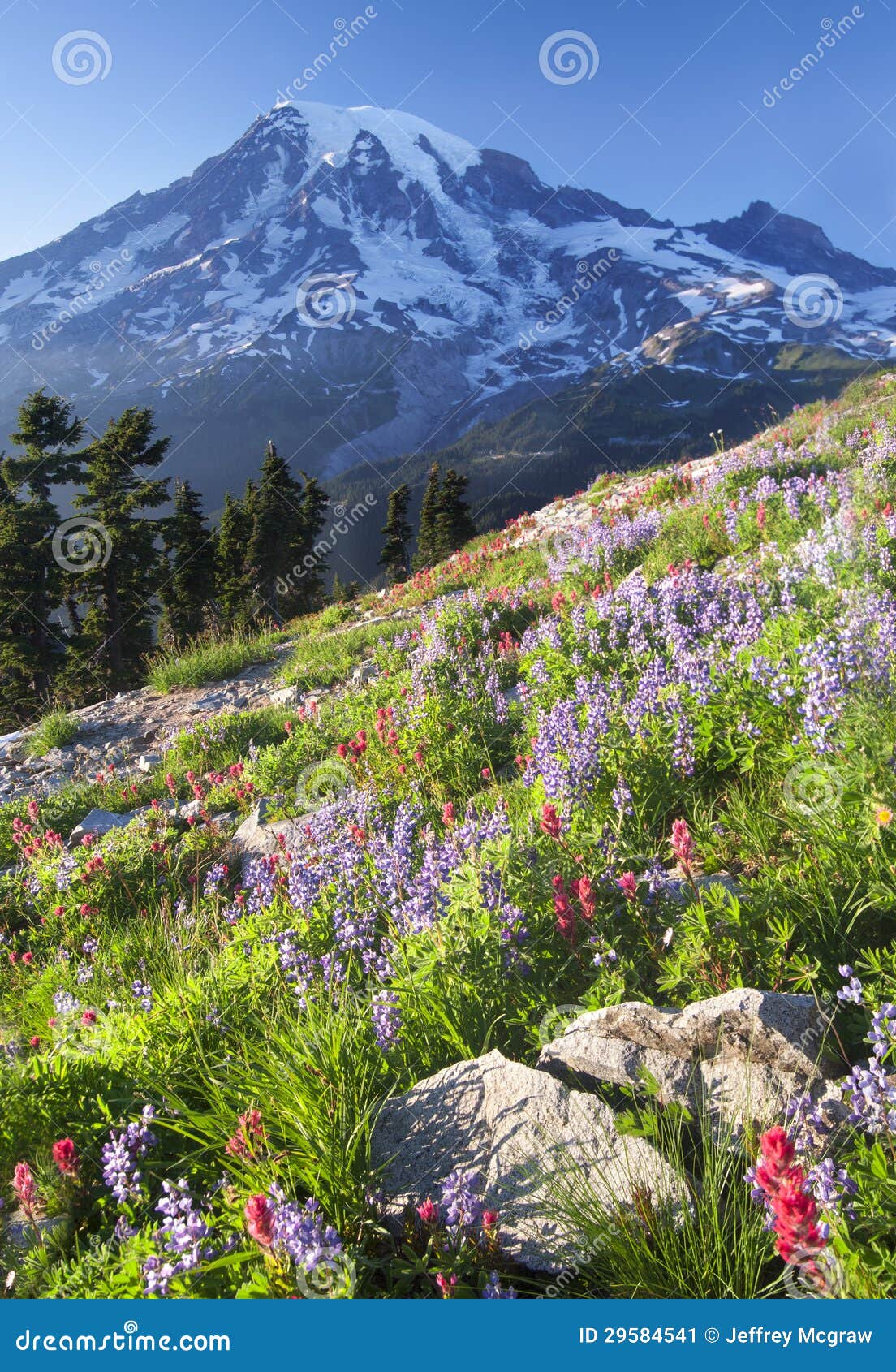Mount Rainier Wildflowers stock image. Image of national - 29584541