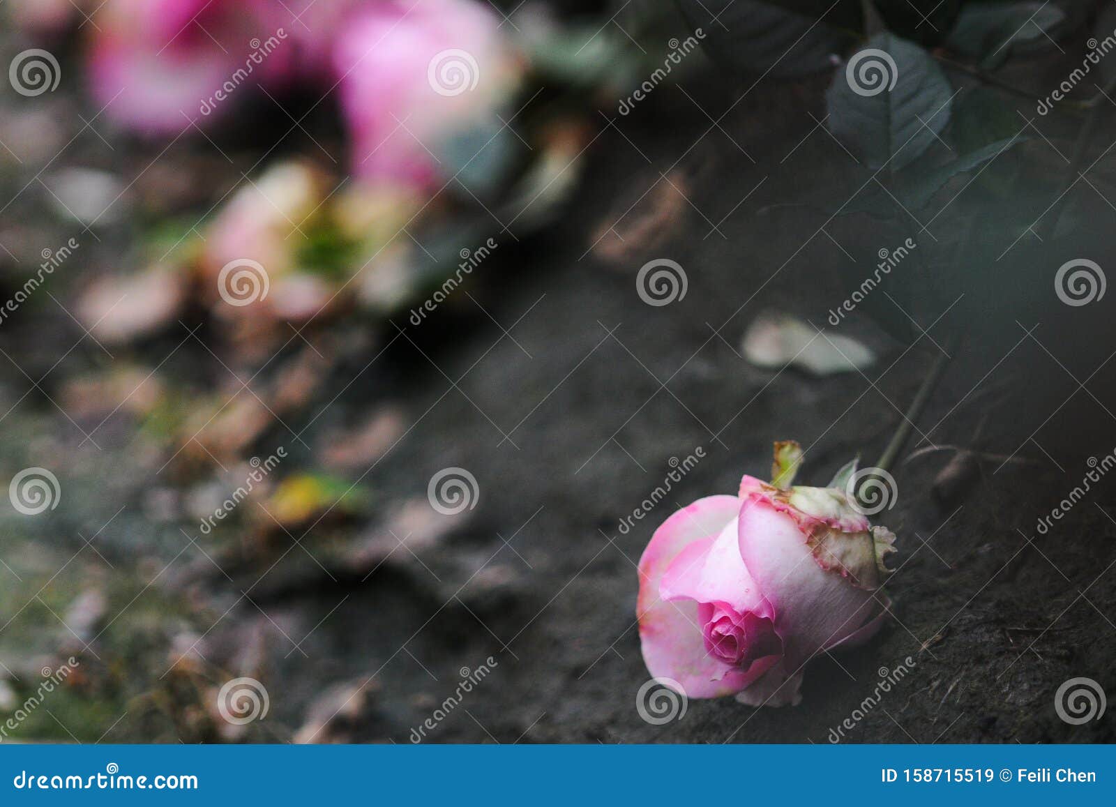 A sad Rose in the ground stock illustration. Illustration of flower ...