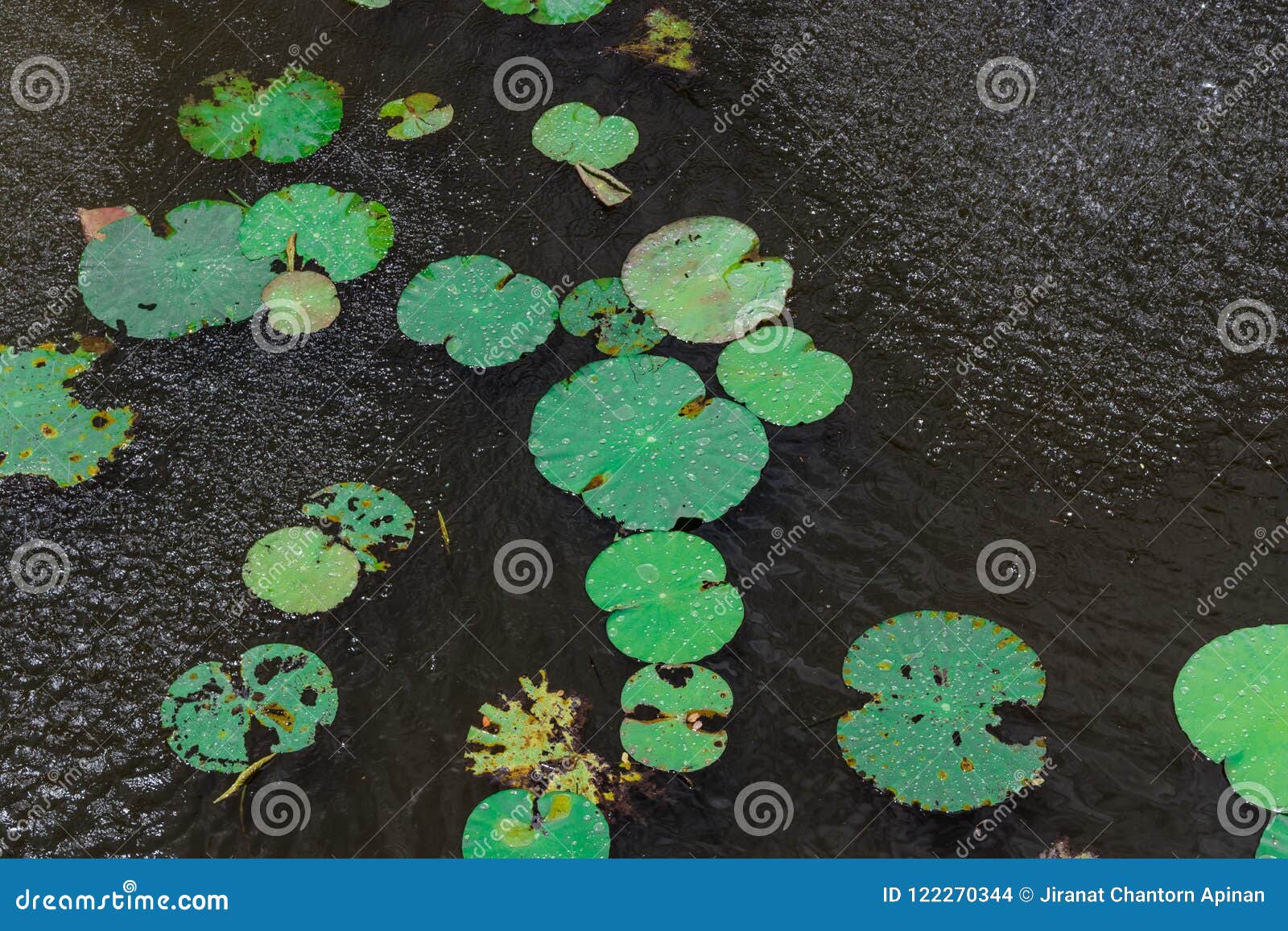 Raining Drop on the Water Pond Stock Photo - Image of white, blue ...