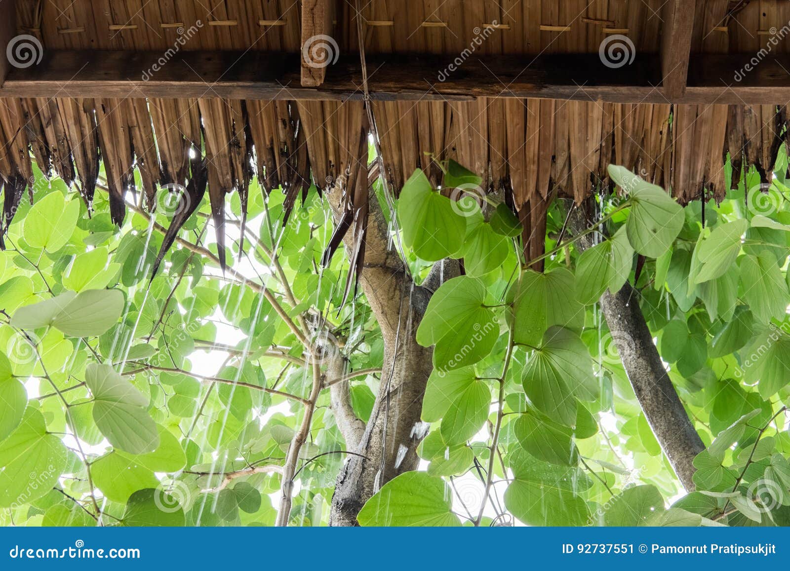Raining Is Dropping On The Roof It`s Made From Dry Cogon Grass Royalty ...