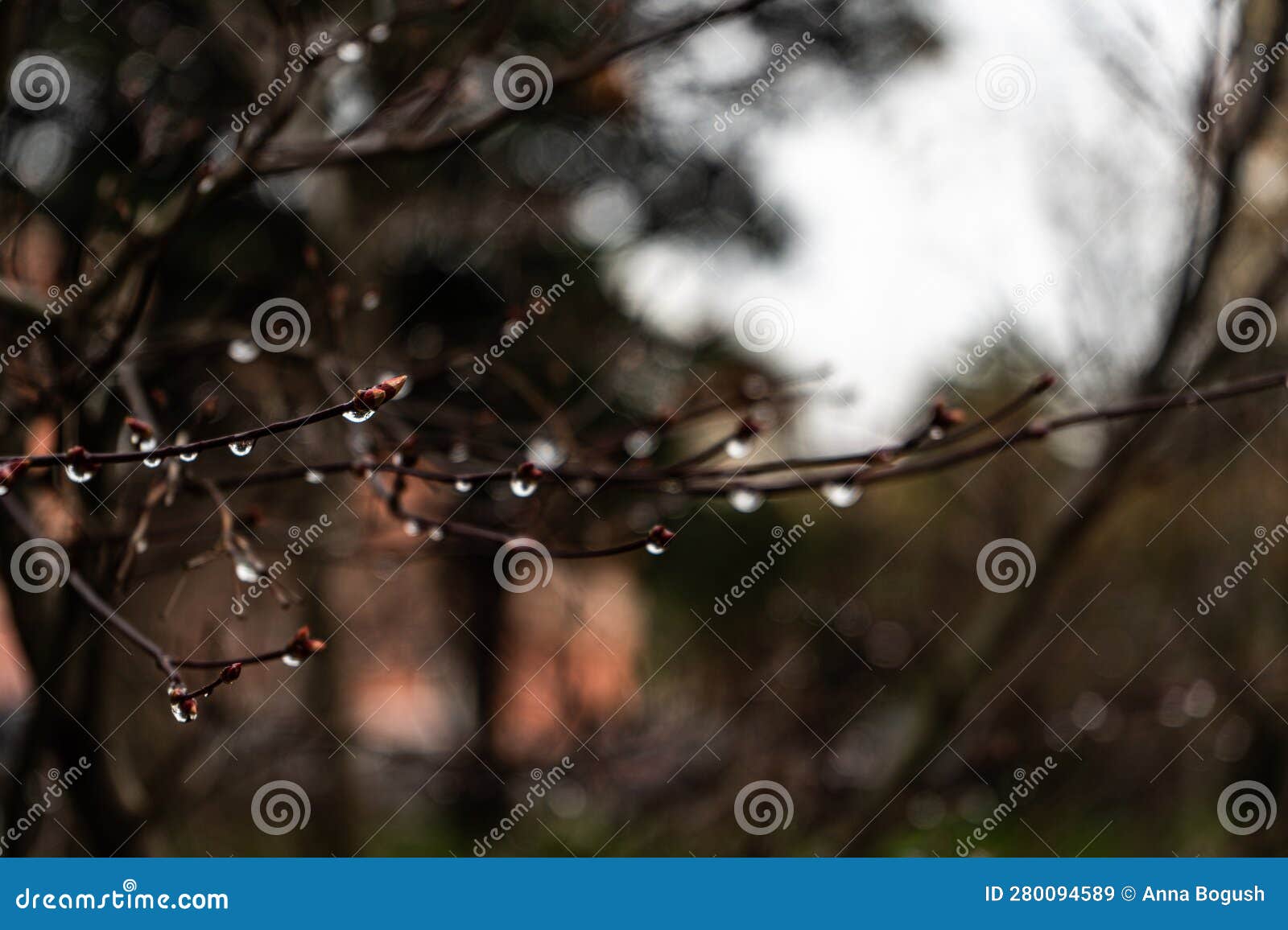 Raining Drops on the Tree Branch Stock Image - Image of nature, rain ...