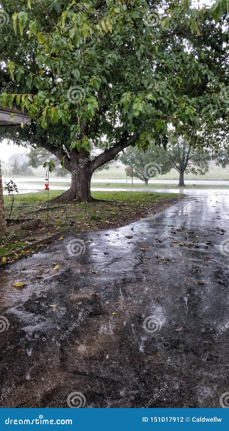 Raining on the Farm in East Texas Stock Photo - Image of condensate ...