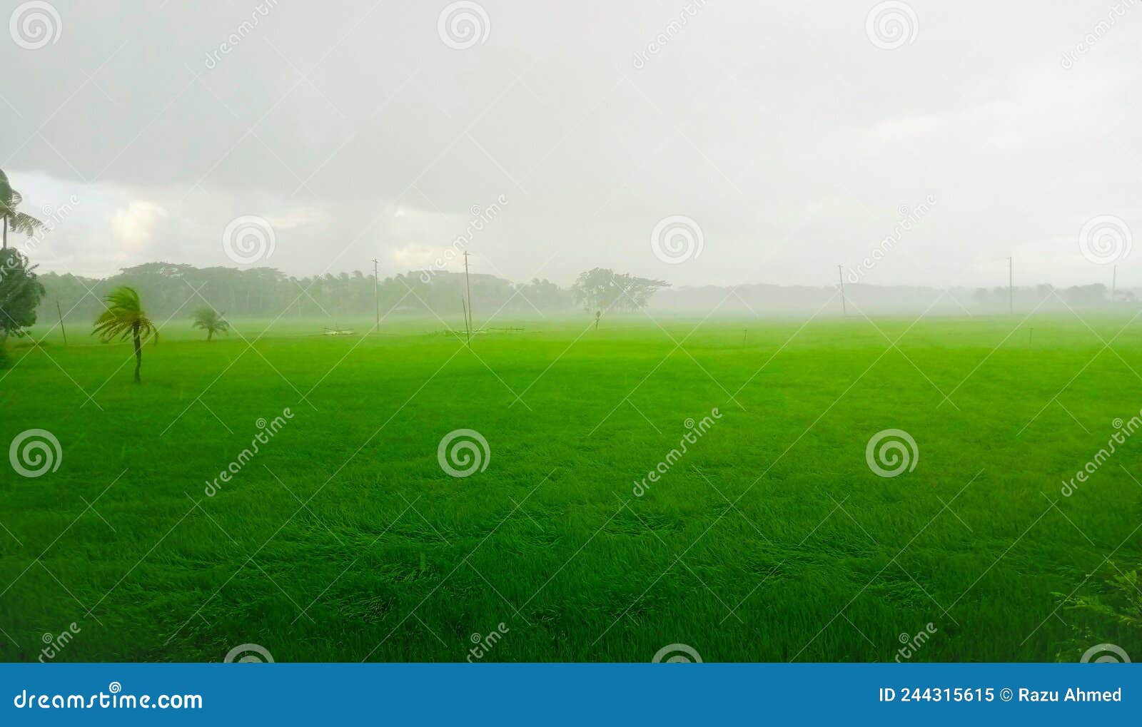 Raining on the field stock image. Image of rice, green - 244315615