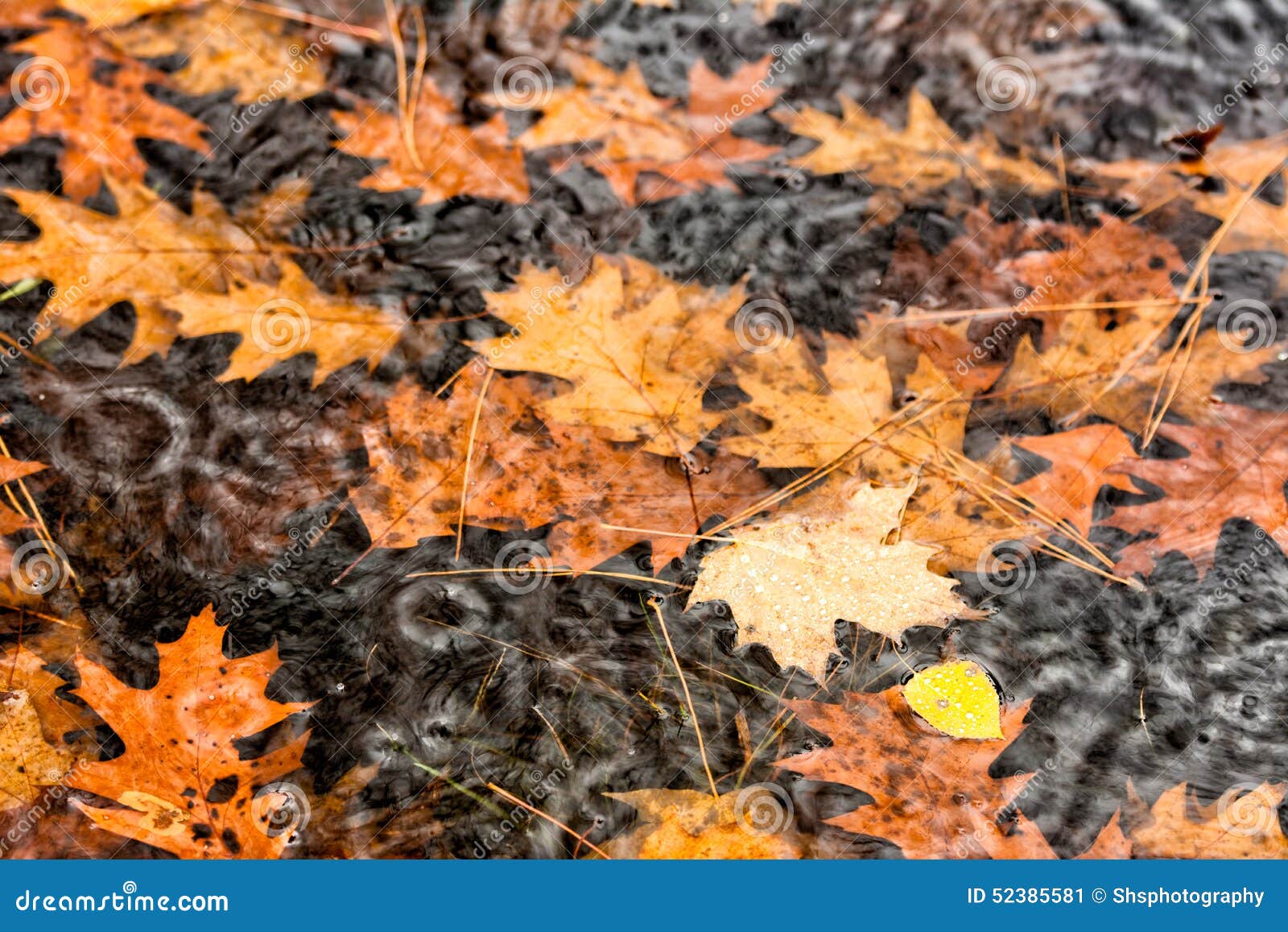 Raining on Floating Fall Leaves in a Puddle - Close Up Stock Image ...