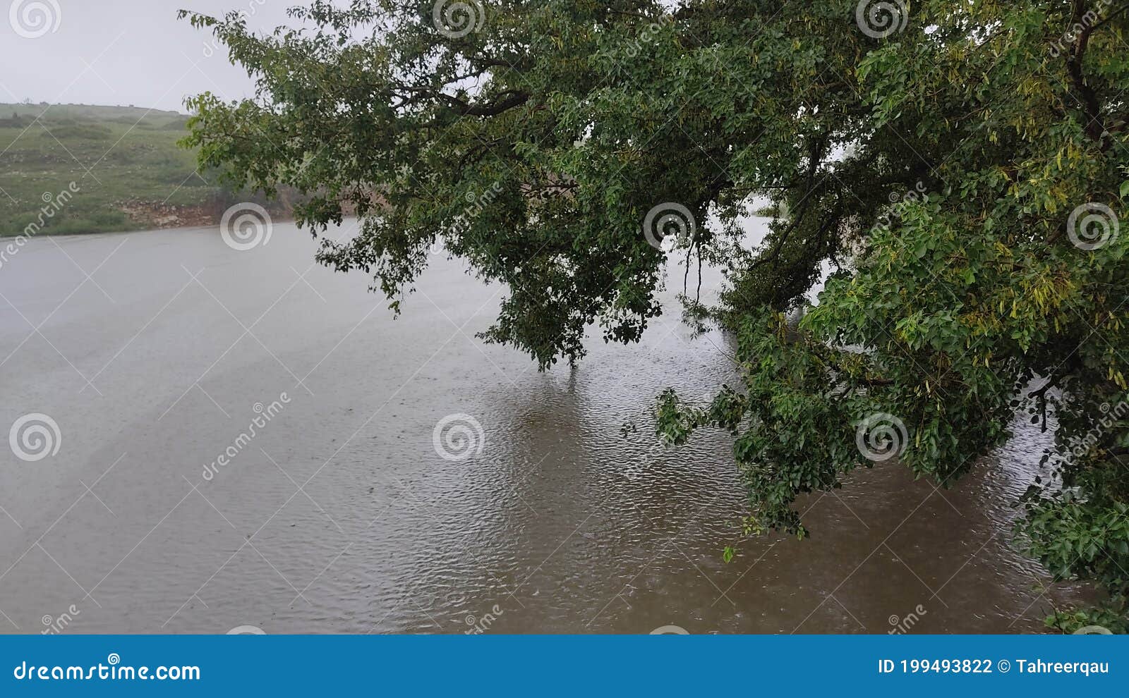 Raining in a Pond Filled with Water Stock Photo - Image of wildlife ...