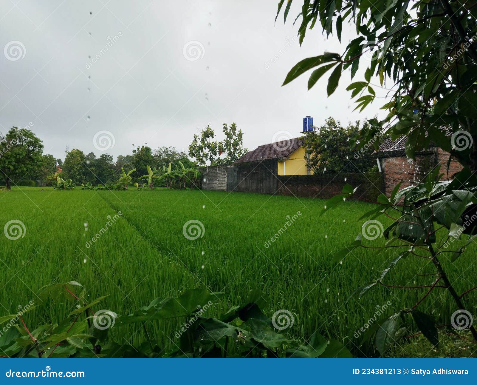 Raining stock image. Image of field, rice, indonesia - 234381213