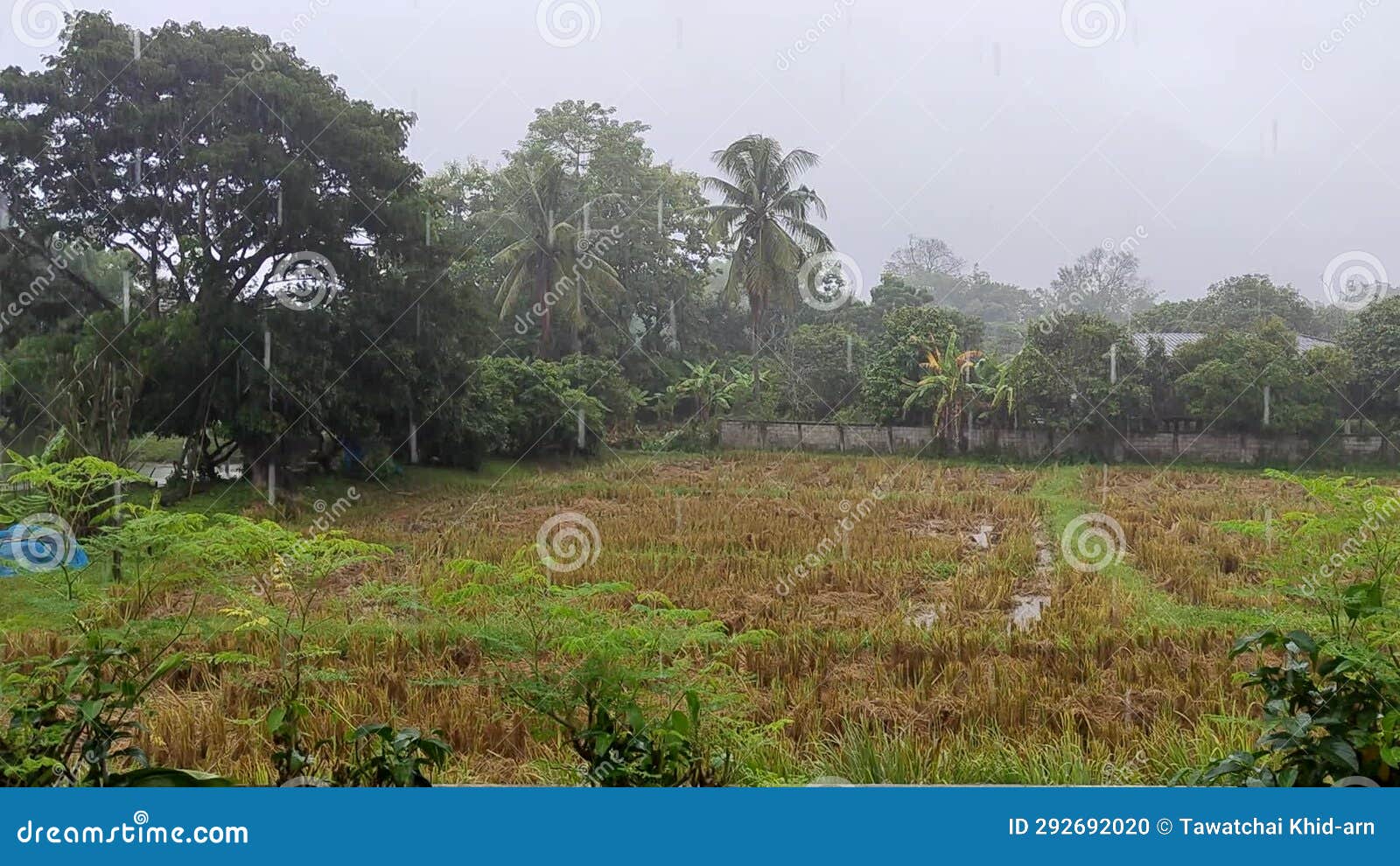 Raining on Rice Field in Thailand Stock Footage - Video of asia, clear ...