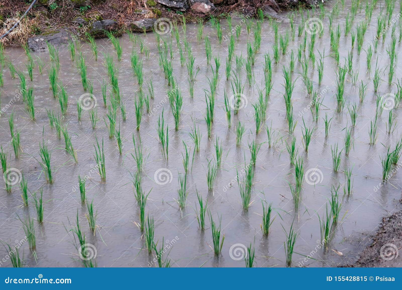 Raining on Rice Paddy Field Stock Image - Image of crop, season: 155428815