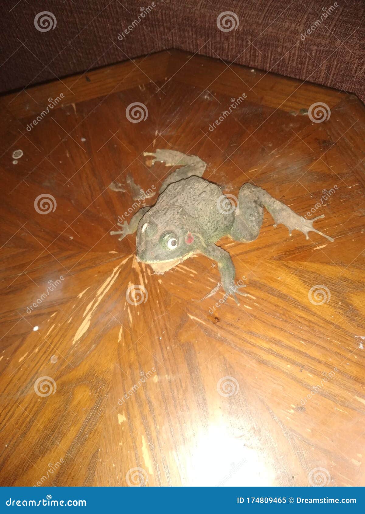 Raining toads stock image. Image of quiet, tame, toads - 174809465