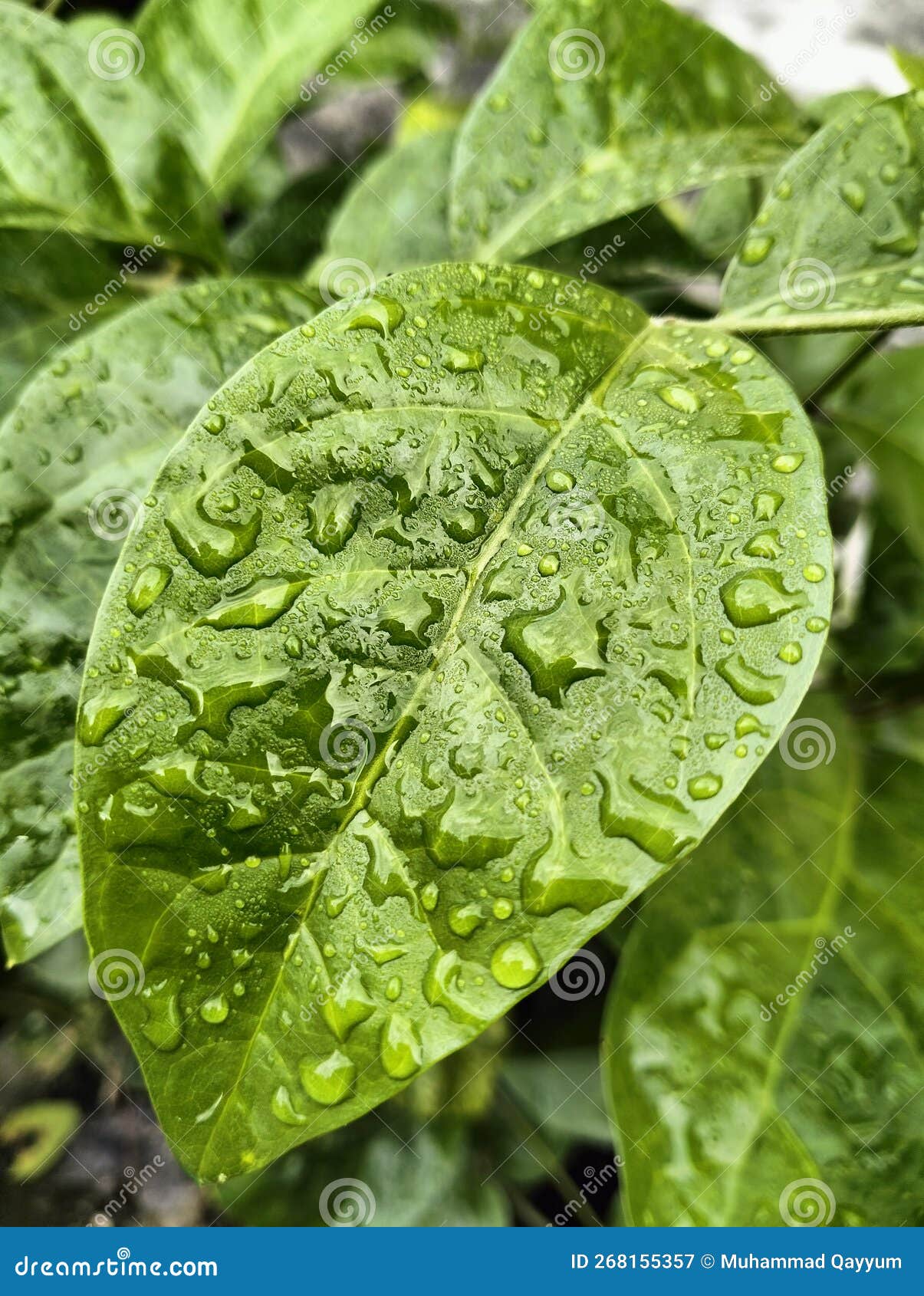 Raining water on the leaf stock image. Image of wildflower - 268155357