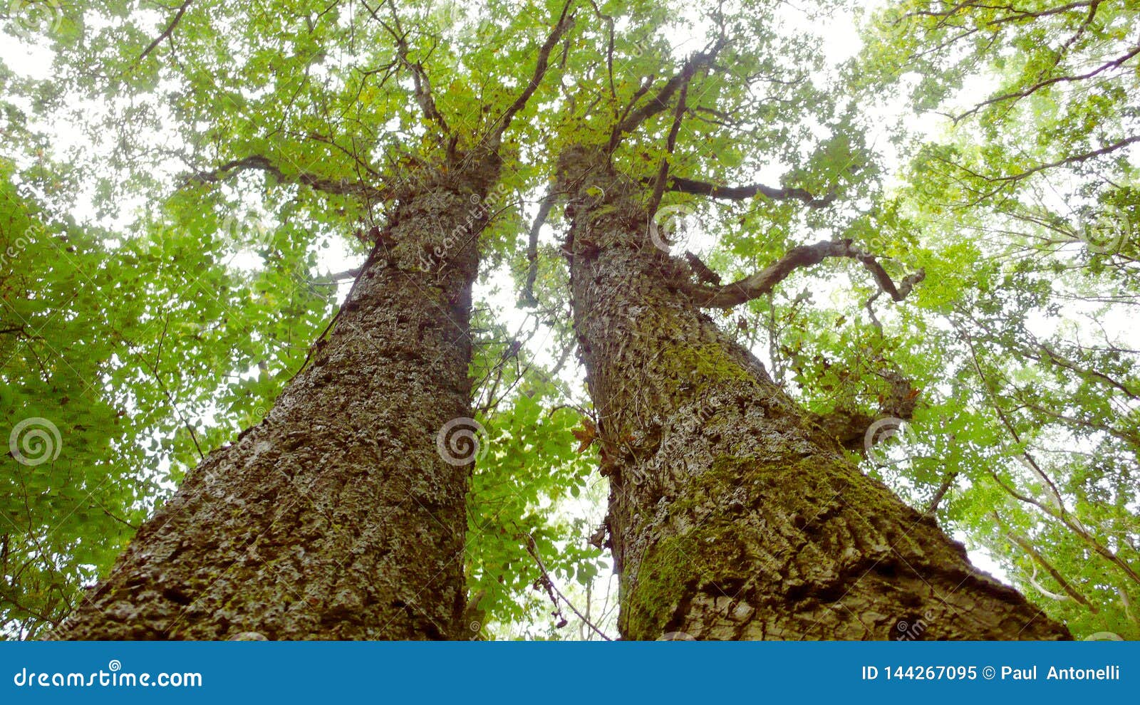 Huge wet trees stock image. Image of high, woody, canopy - 144267095