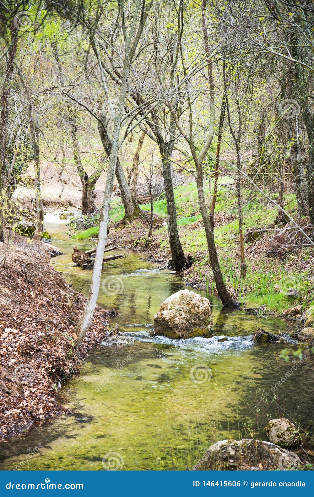 Stream that Runs between Trees of the Forest Stock Photo - Image of ...