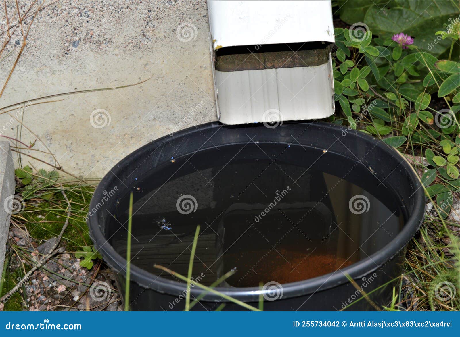Rainwater in a bucket stock photo. Image of outdoor - 255734042