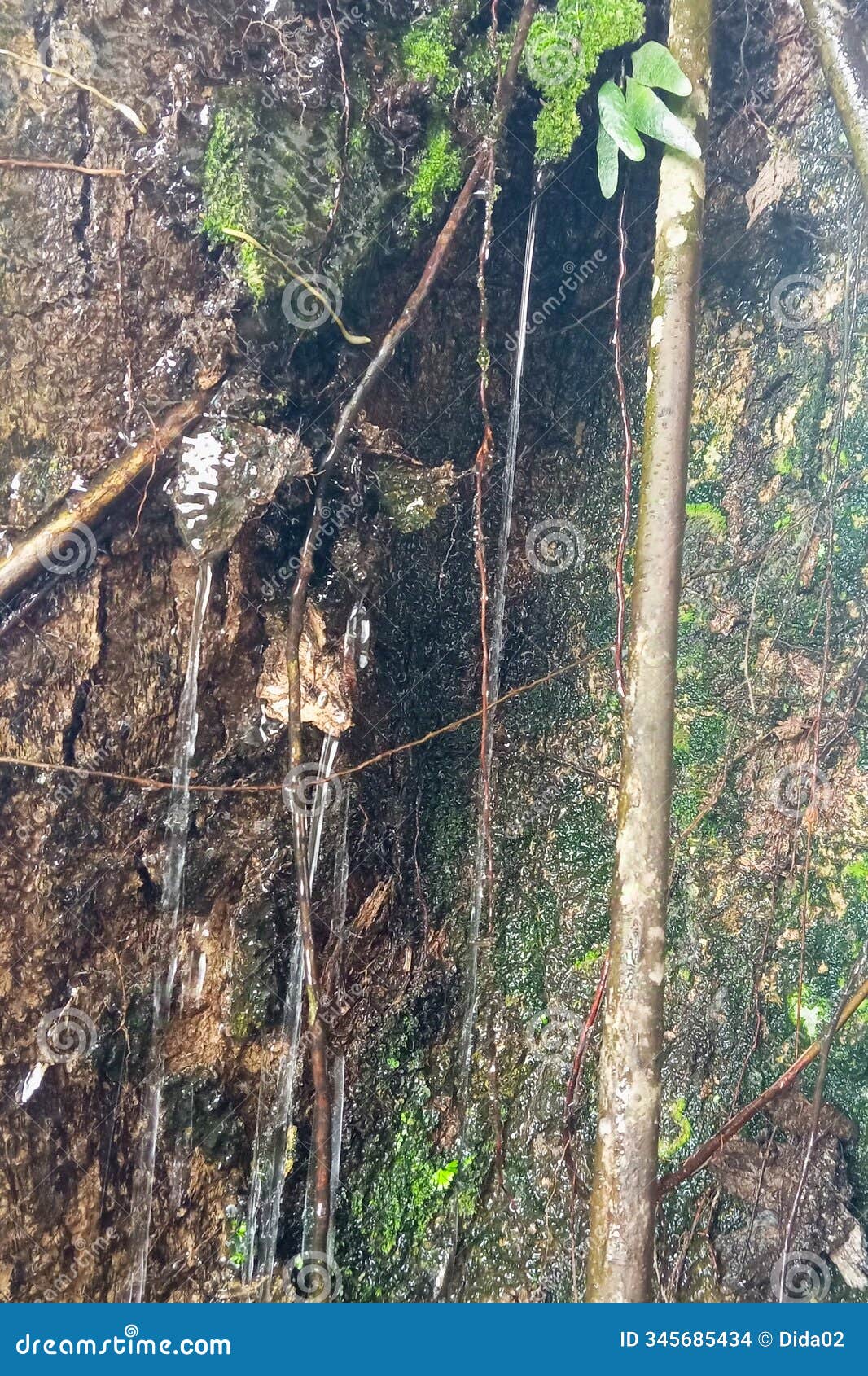 Rainwater Flow on Tree Trunks Stock Photo - Image of flow, decorate ...