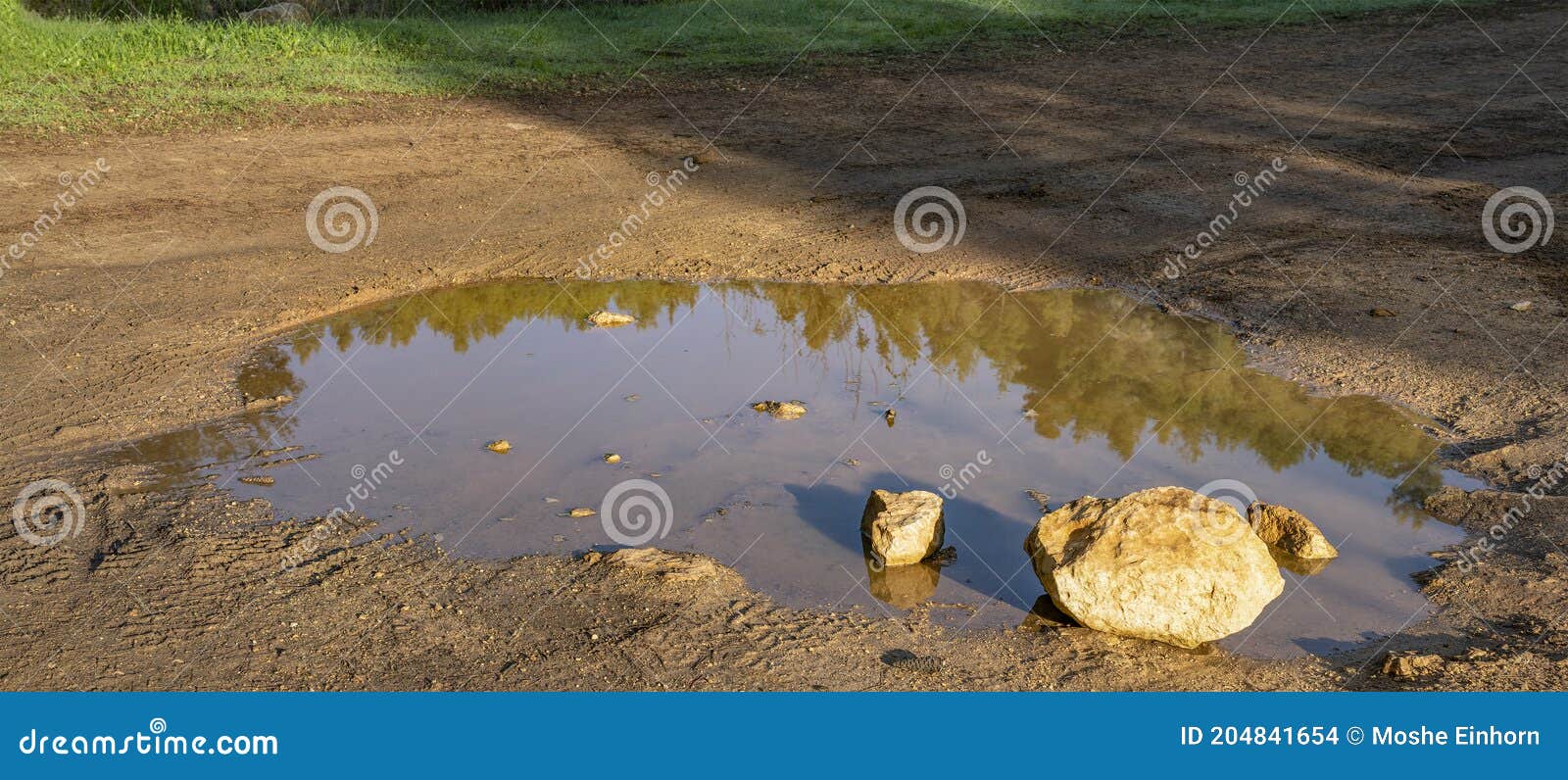 A Rainwater Puddle in a Forest Stock Photo - Image of sunny, outdoors ...