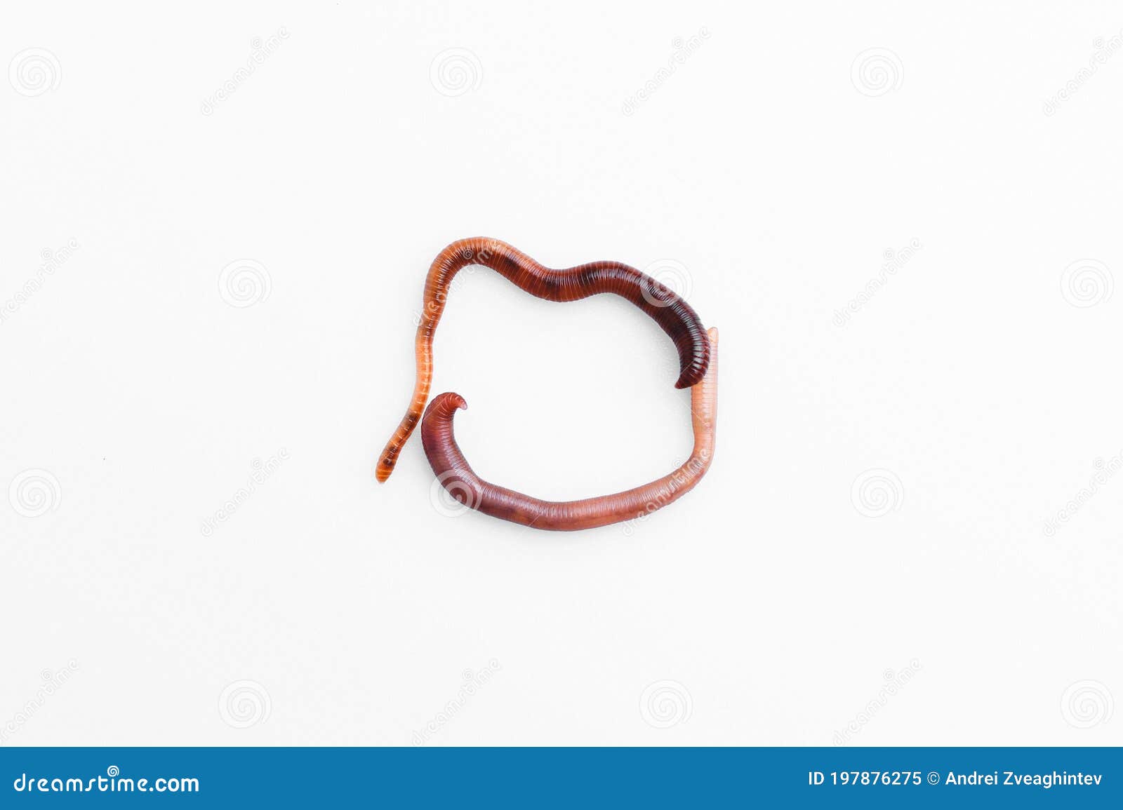 Rainworms forming circle stock image. Image of studio - 197876275