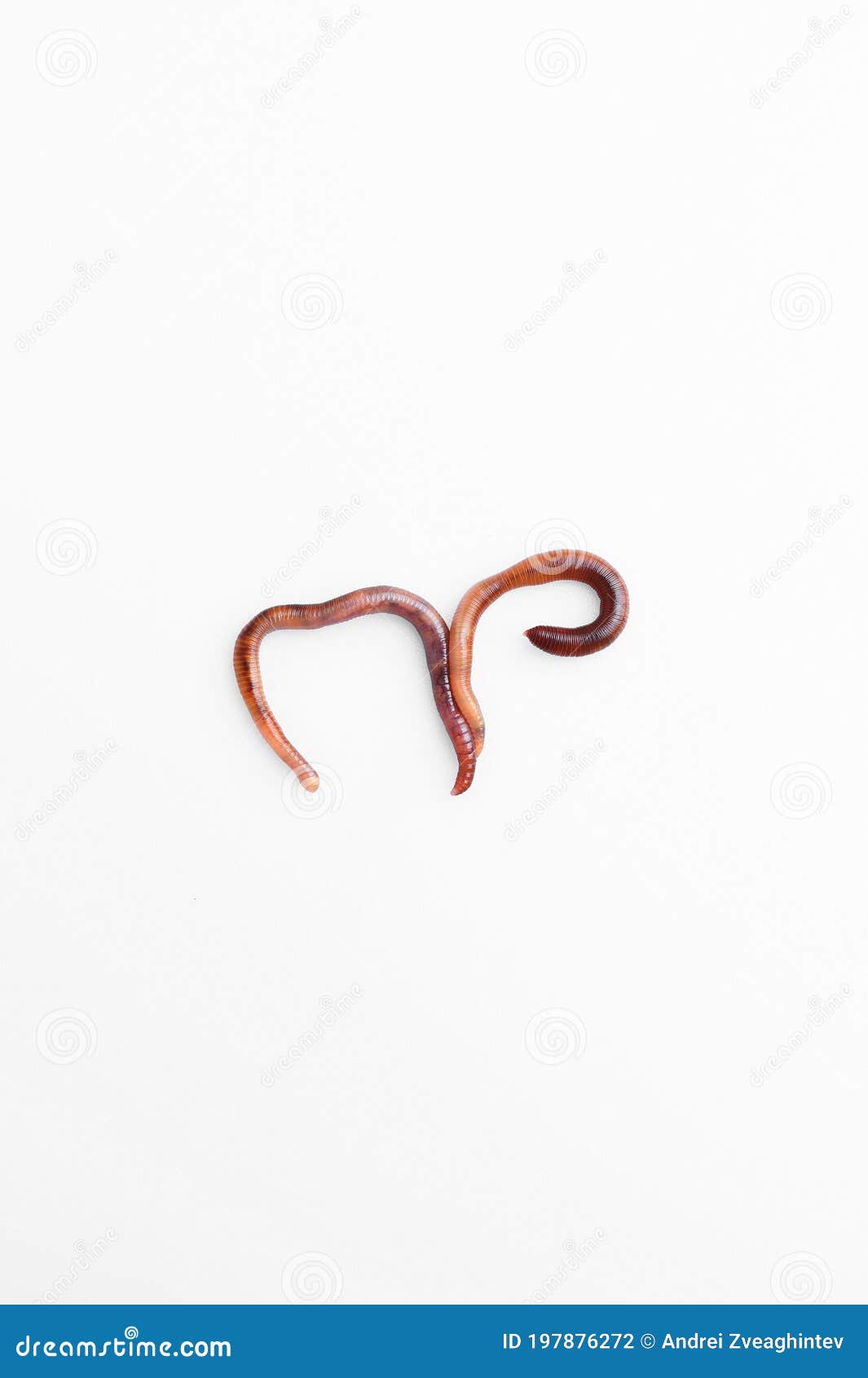 Rainworms sliding together stock photo. Image of white - 197876272