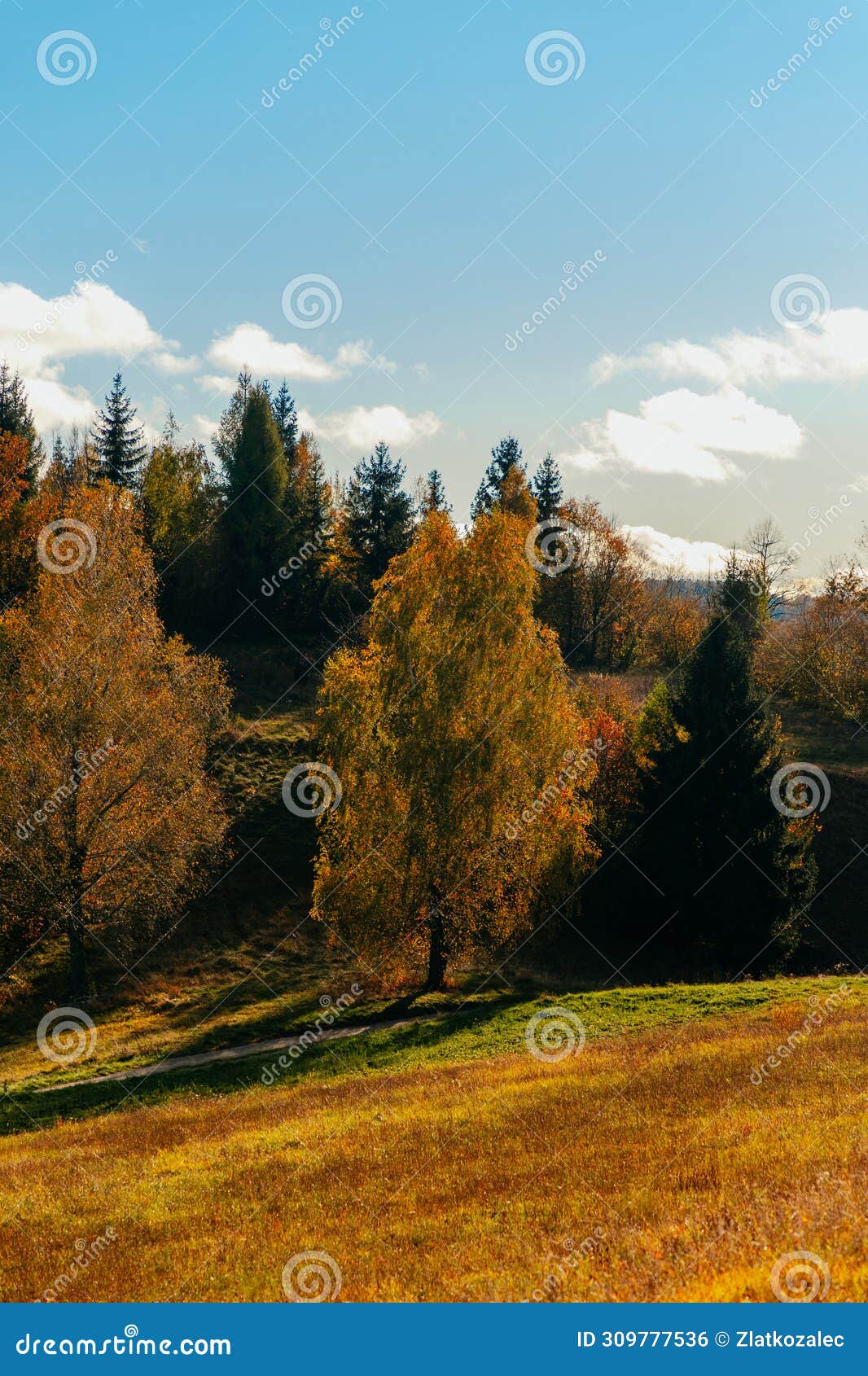 Rainy Autumn Day with Beautiful Forest Colors Stock Photo - Image of ...