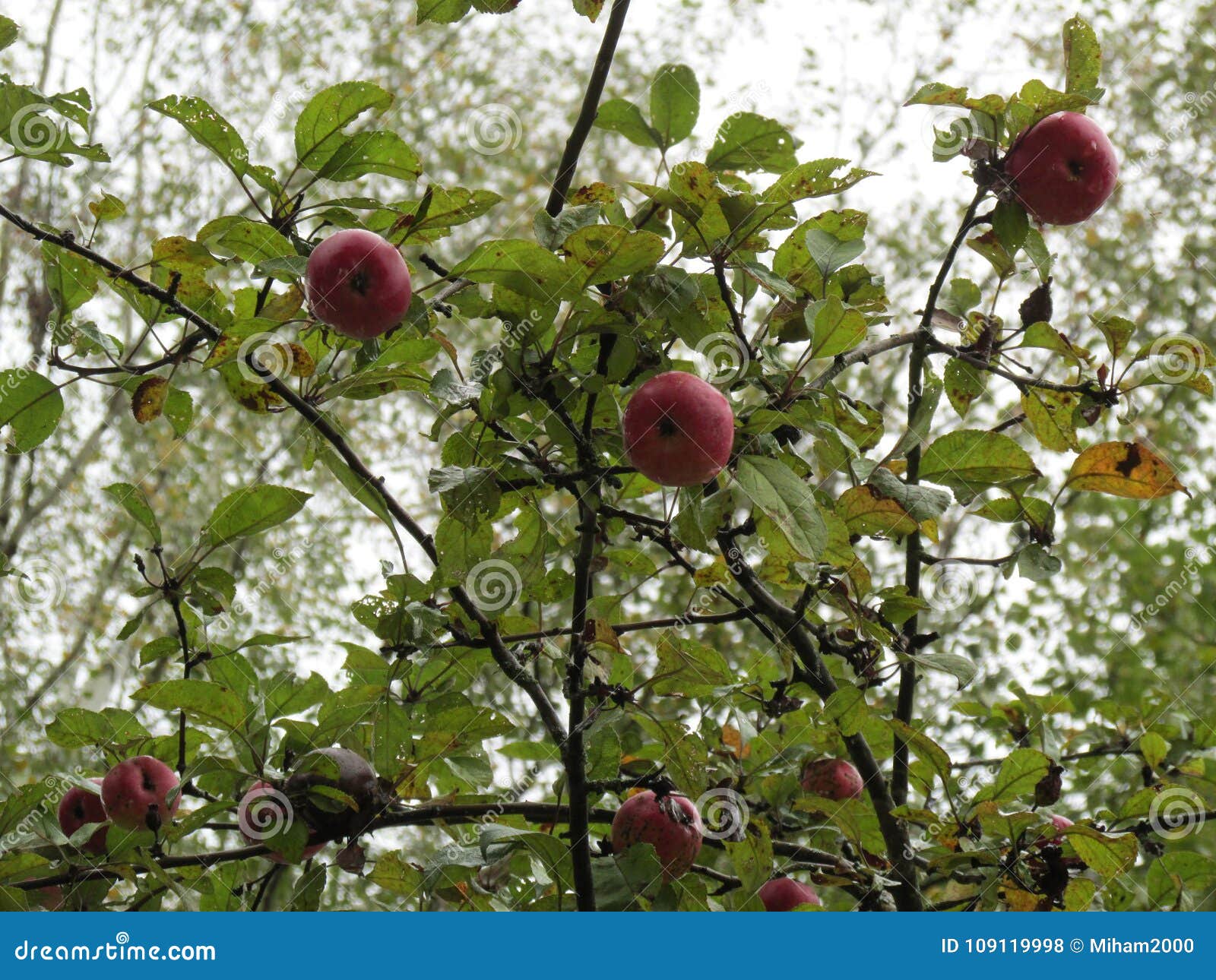 Red Apples on an Apple Tree. Stock Photo - Image of fence, early: 109119998
