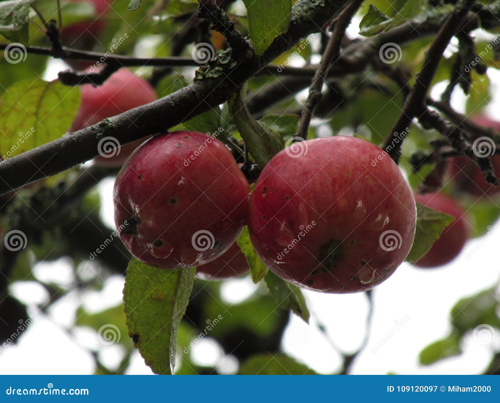 2,444 Dark Red Apple Apple Tree Stock Photos - Free & Royalty-Free ...