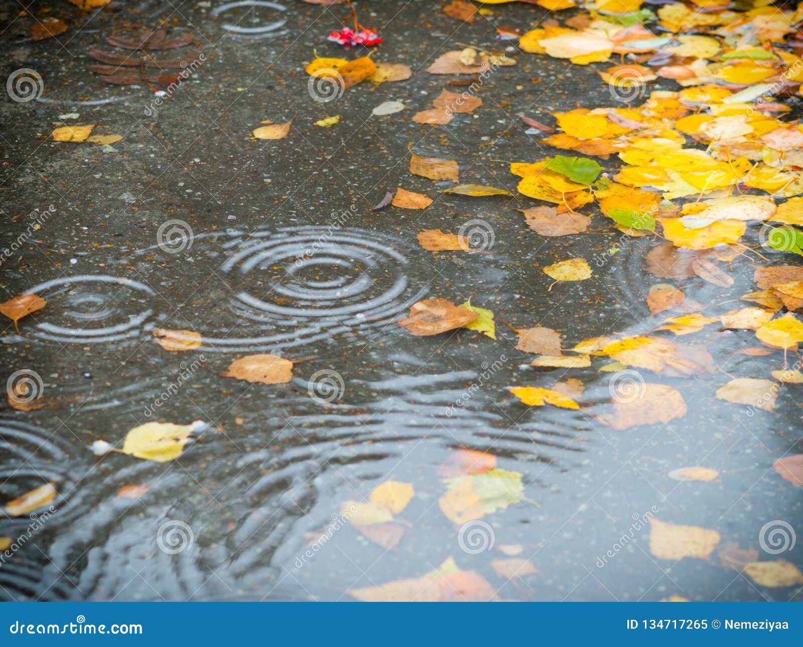 Rainy autumn weather stock image. Image of color, fallen - 134717265