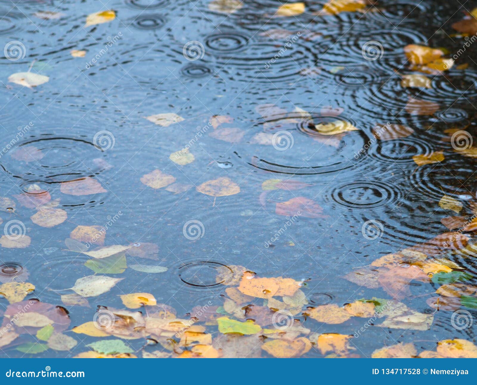 Rainy autumn weather stock photo. Image of pattern, maple - 134717528