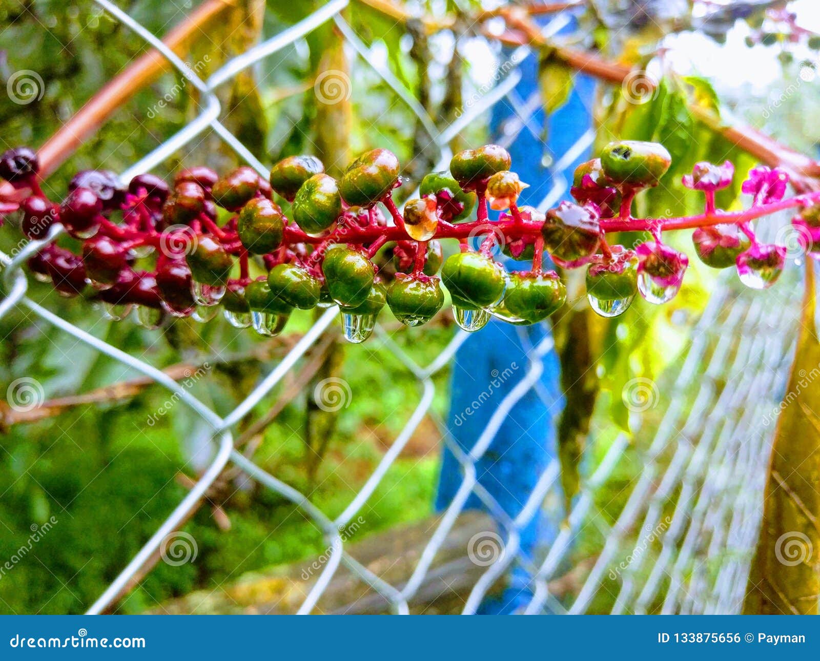 Rainy beans stock photo. Image of beans, rain, drops - 133875656